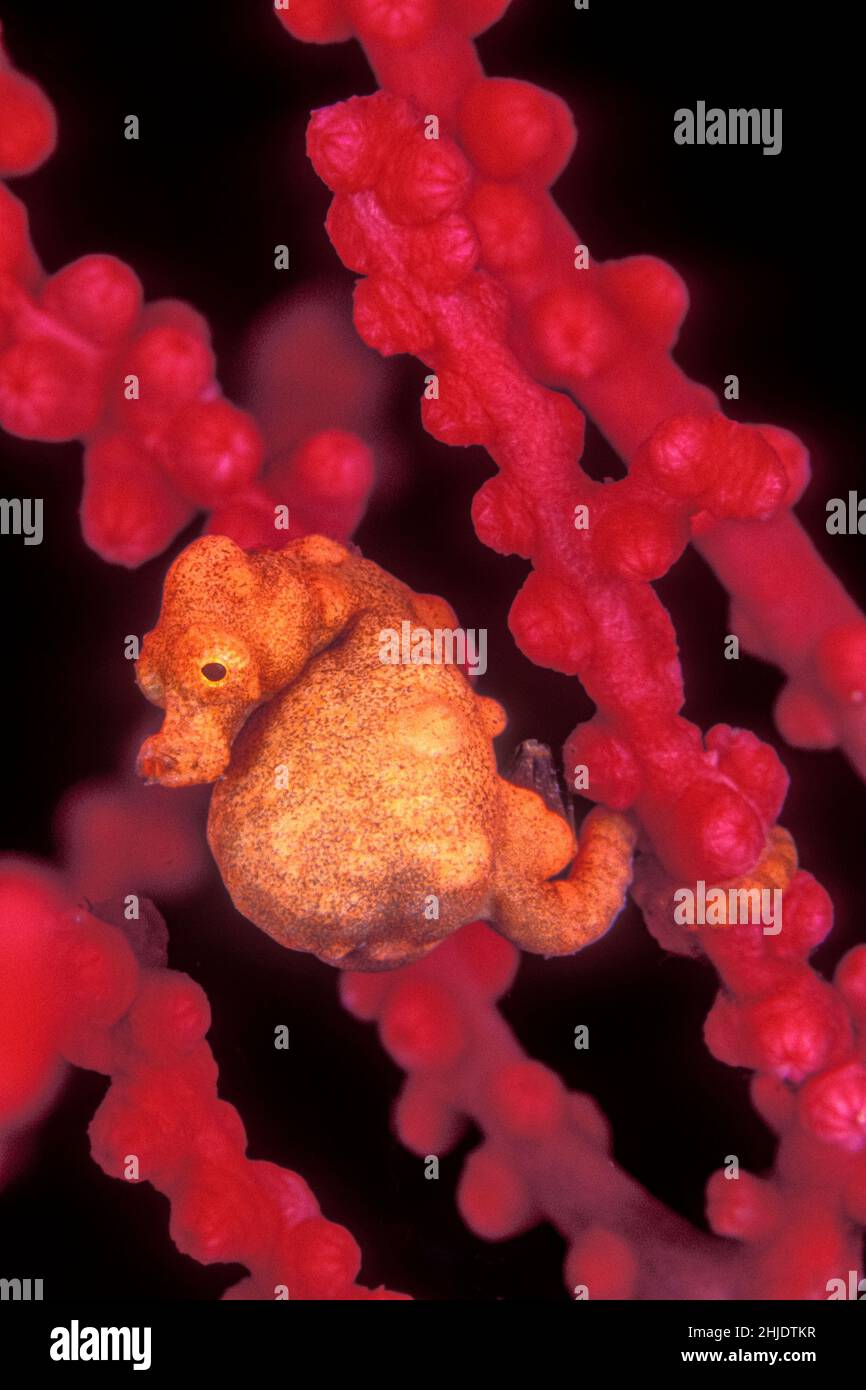 Denise rice hi-res stock photography and images - Alamy