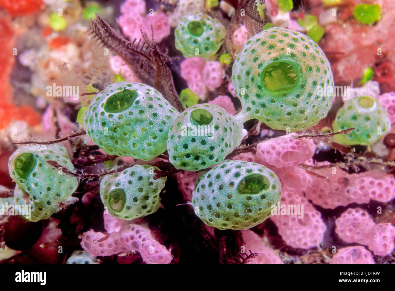 A miniature forest of colorful Tunicates, Didemnid sp., covers a rock ...