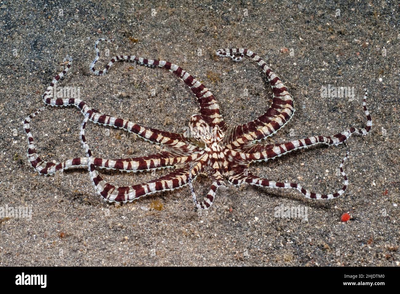 Mimic Octopus Lionfish
