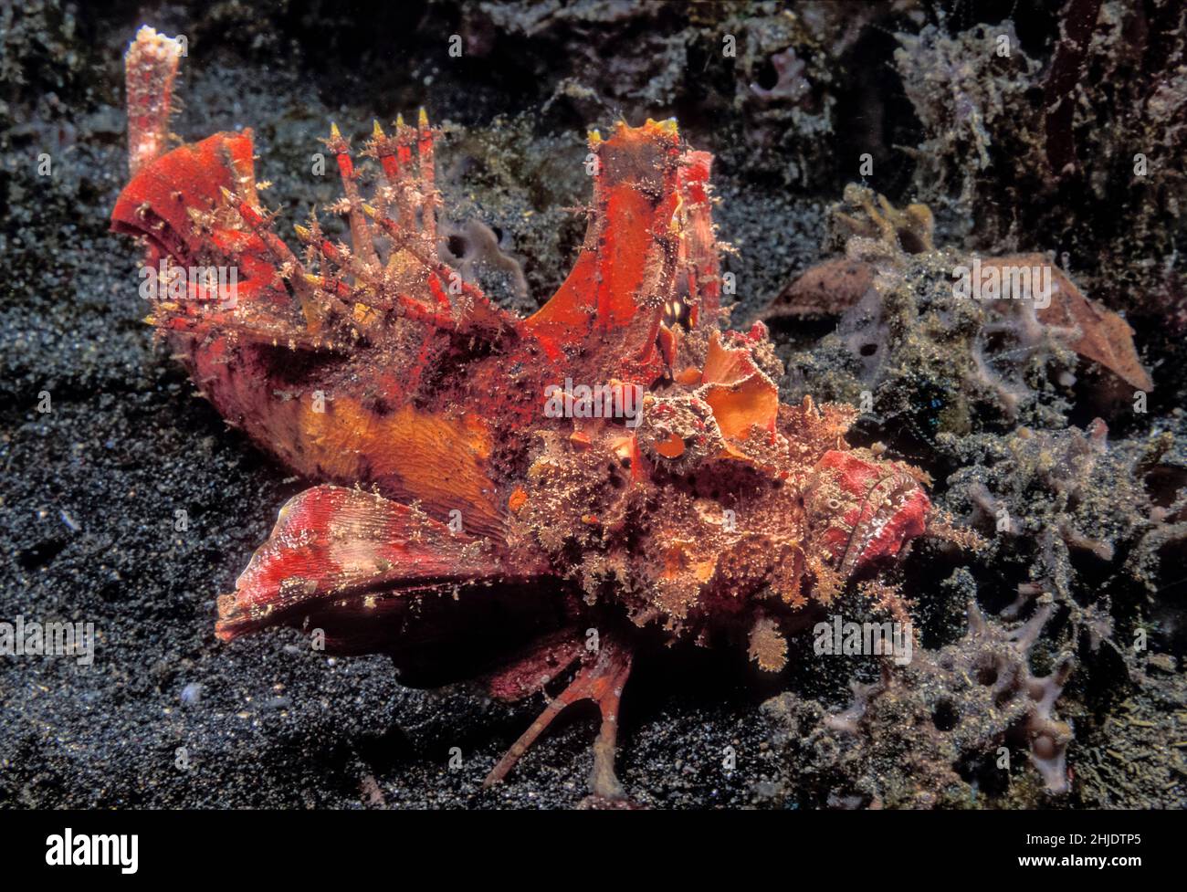 This nightmarish creature is a Spiny Devilfish, Inimicus didactylus ...