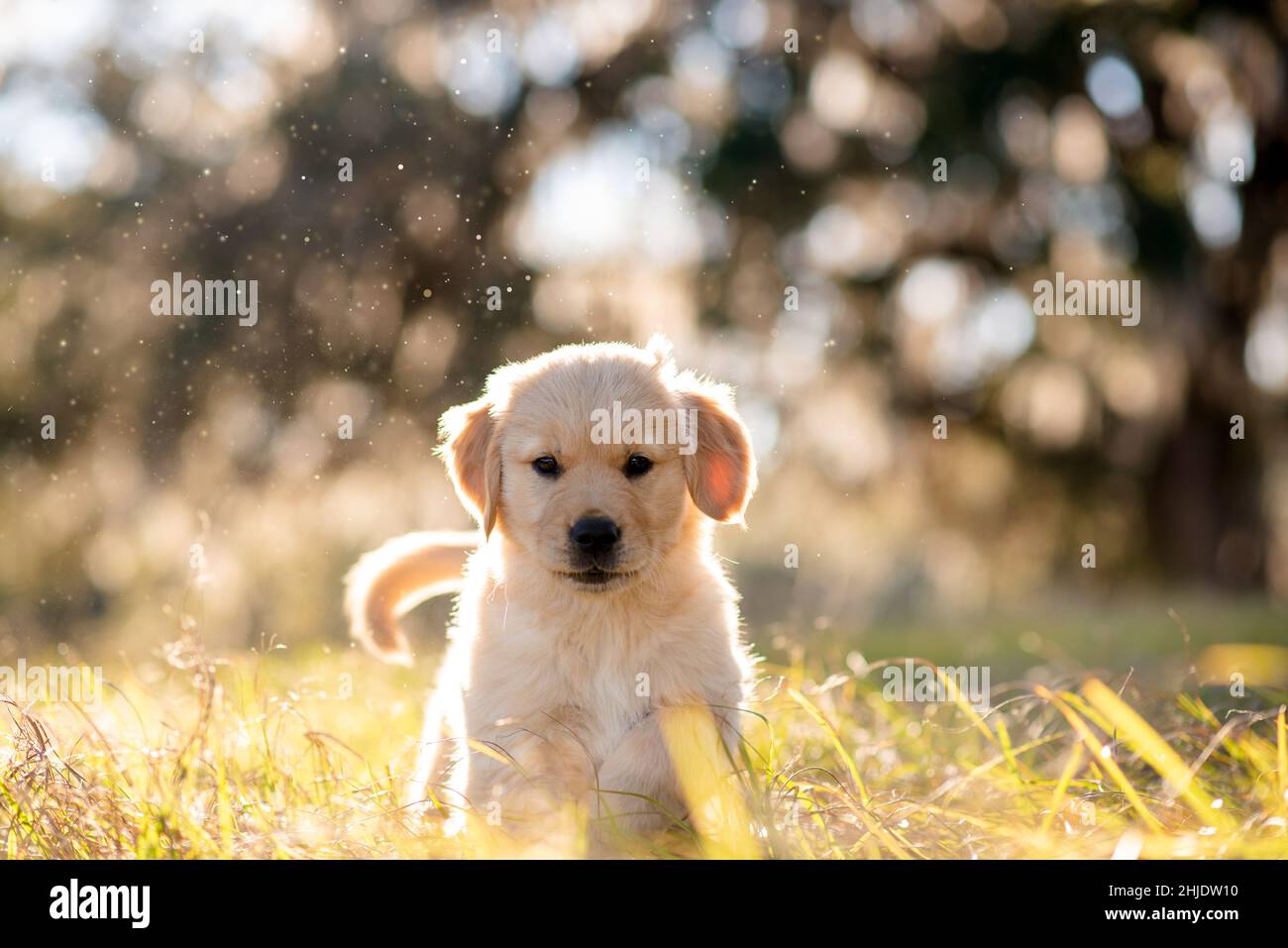 Golden retriever puppy playing at a park field at sunset with golden ...