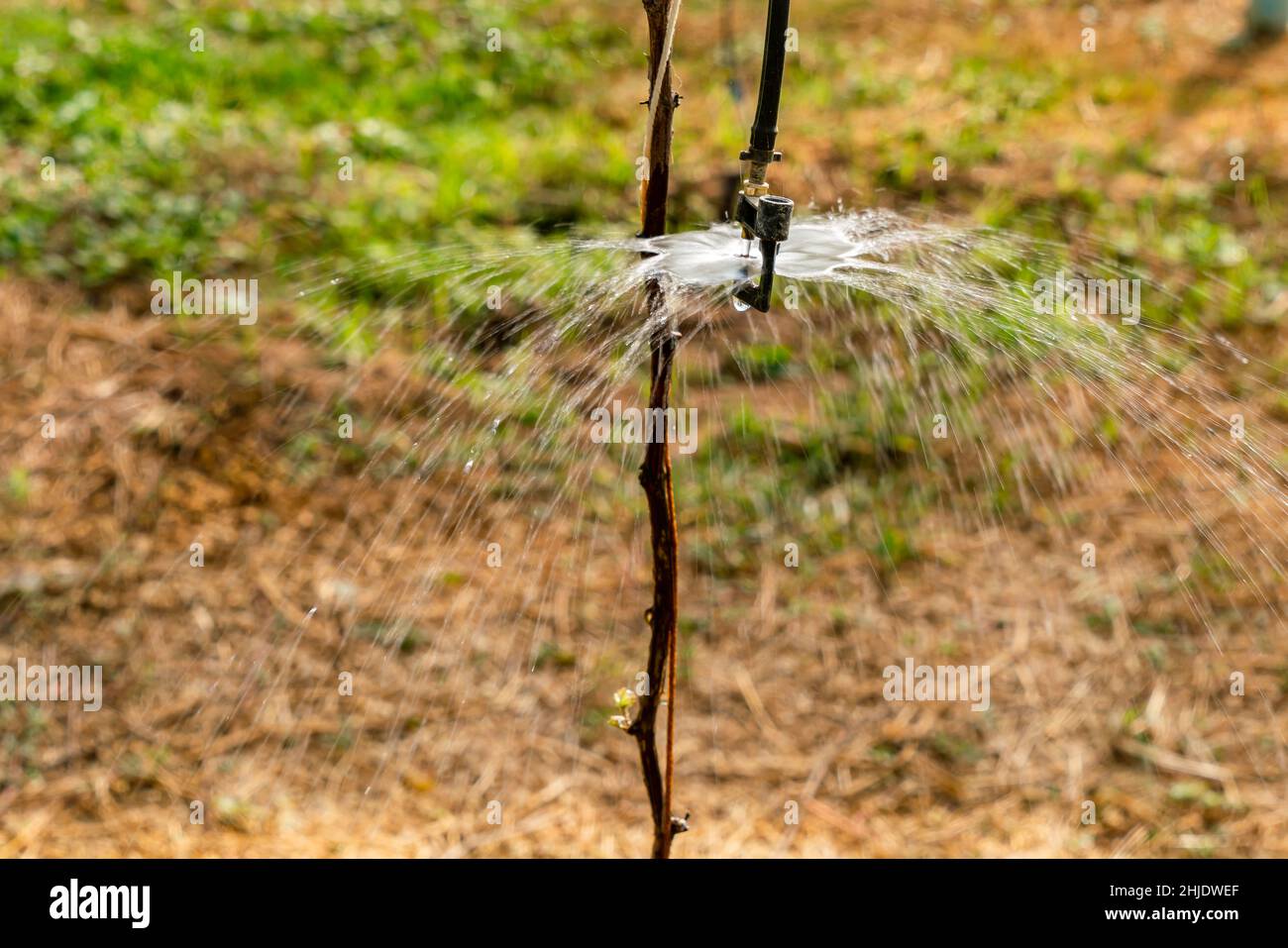 View of water sprinker spraying water in grapevine in the morning ...