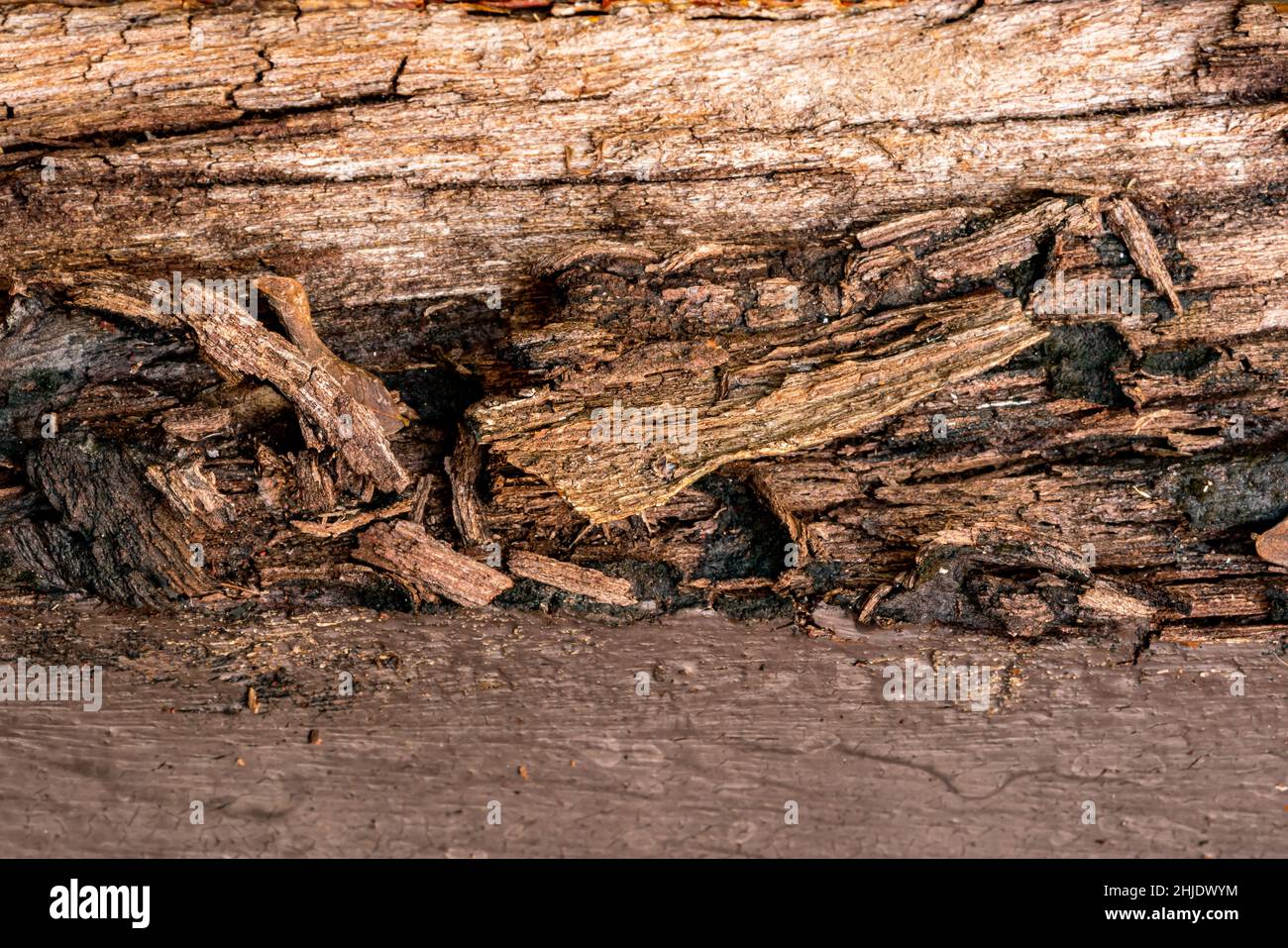 Closeup texture of old rotten wood log. Old tainted wood log in a house ...