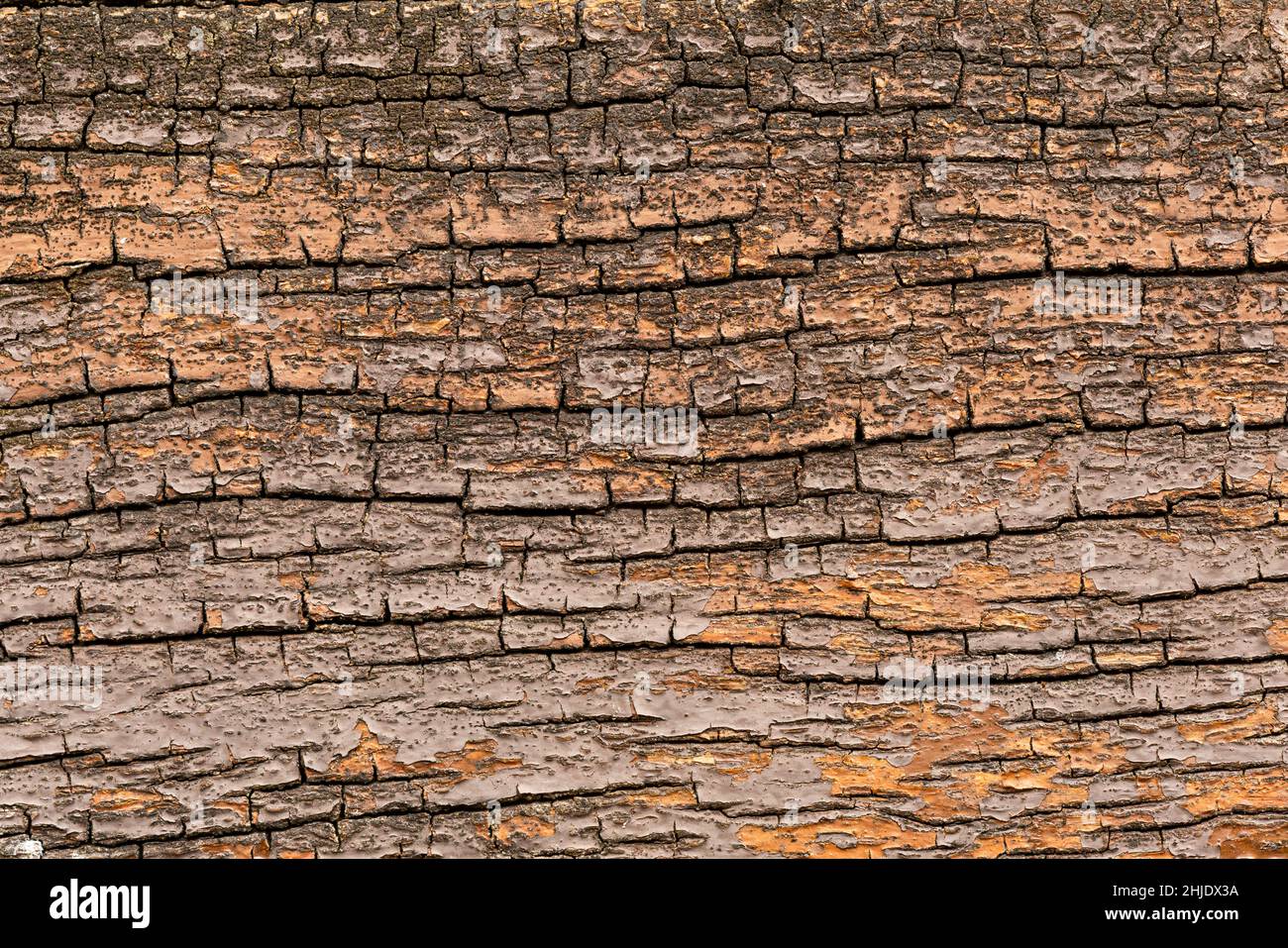 Closeup texture of old rotten wood log. Pattern of cracked rotten wood ...