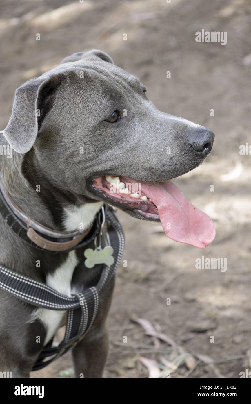 Nose black greyhound hi-res stock photography and images - Alamy