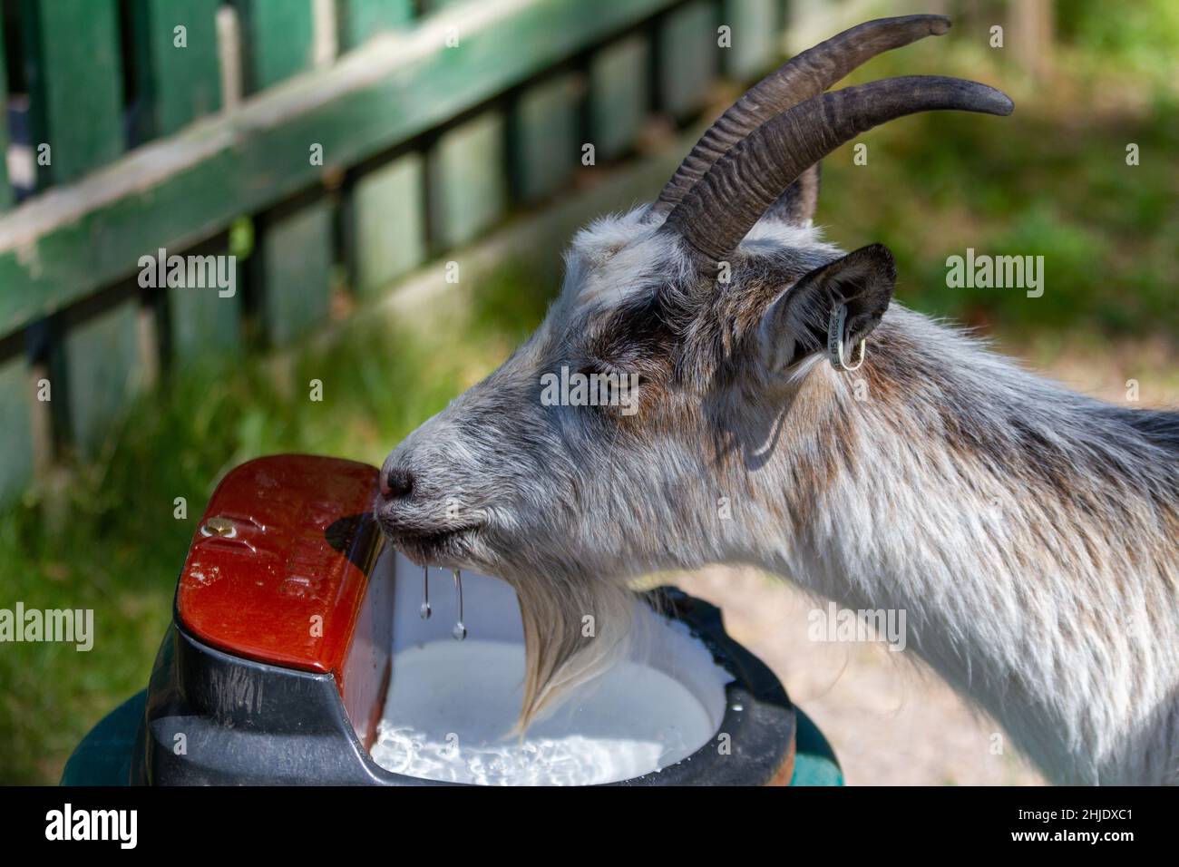 Field goat hi-res stock photography and images - Alamy