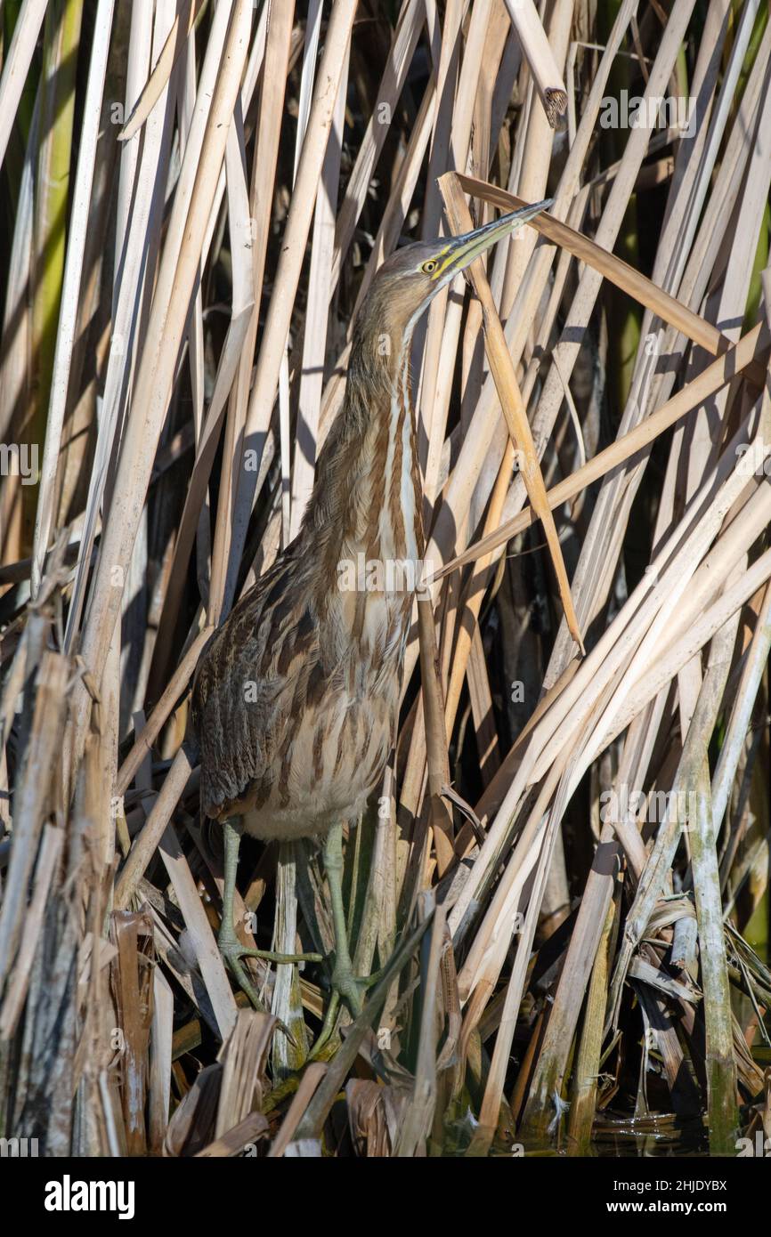 Heron bittern hi-res stock photography and images - Alamy