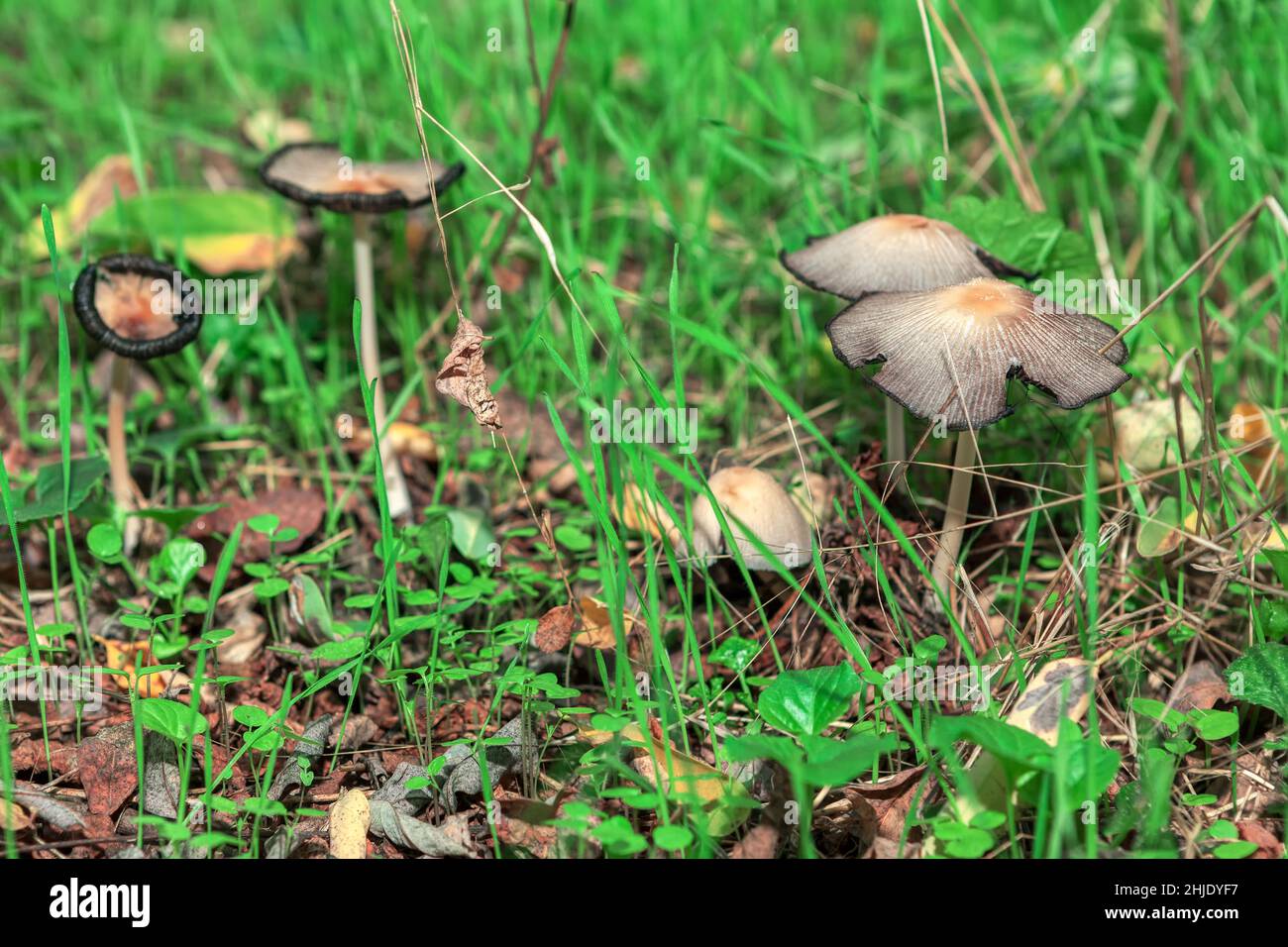 Fungus growing in the grass . Mushroom growing in the forest Stock ...