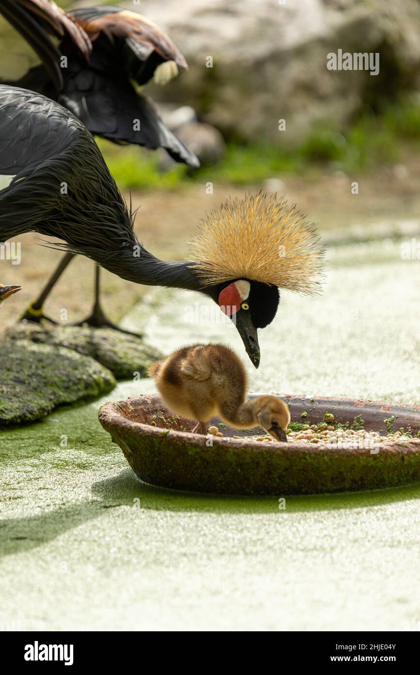 Baby crowned crane hi-res stock photography and images - Alamy