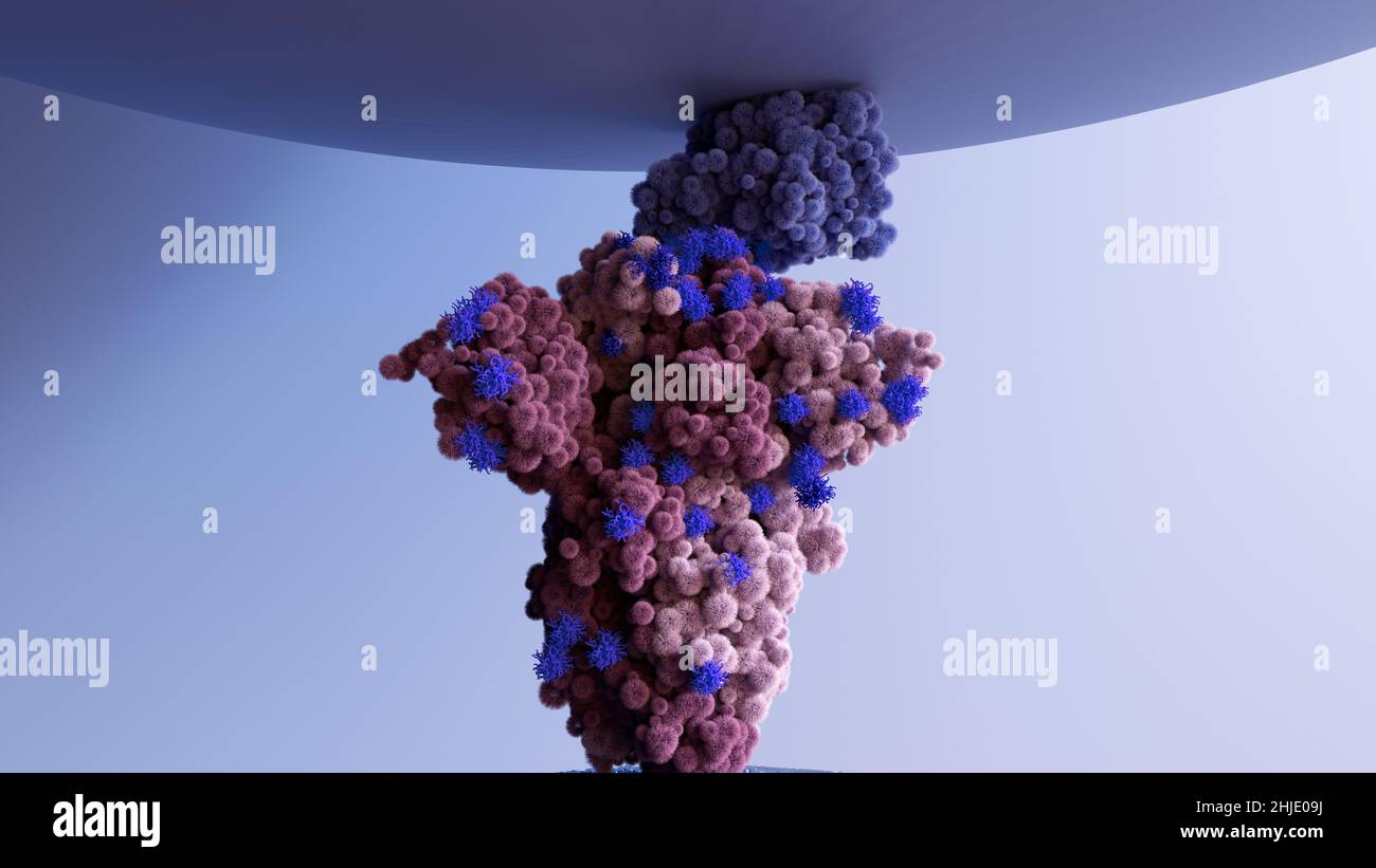Omicron variant binding to ACE2 receptor, illustration Stock Photo - Alamy
