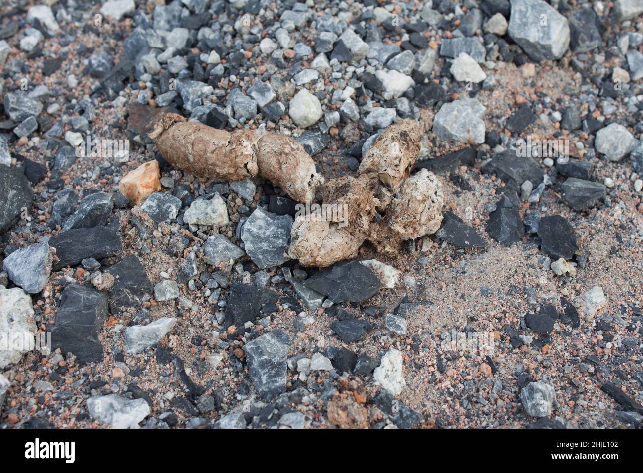 Dog excretion hi-res stock photography and images - Alamy
