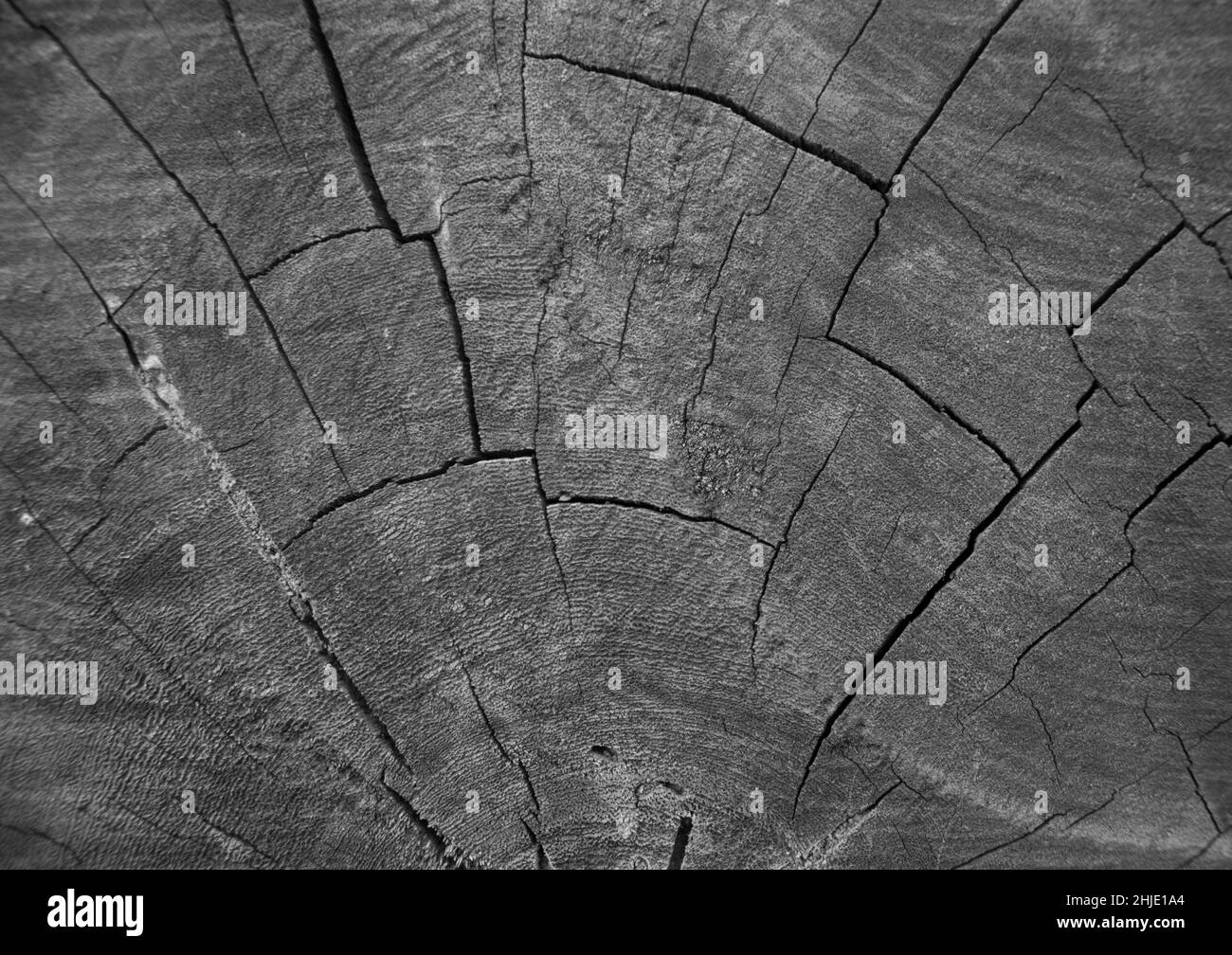 Light brown wooden floor Black and White Stock Photos & Images - Alamy