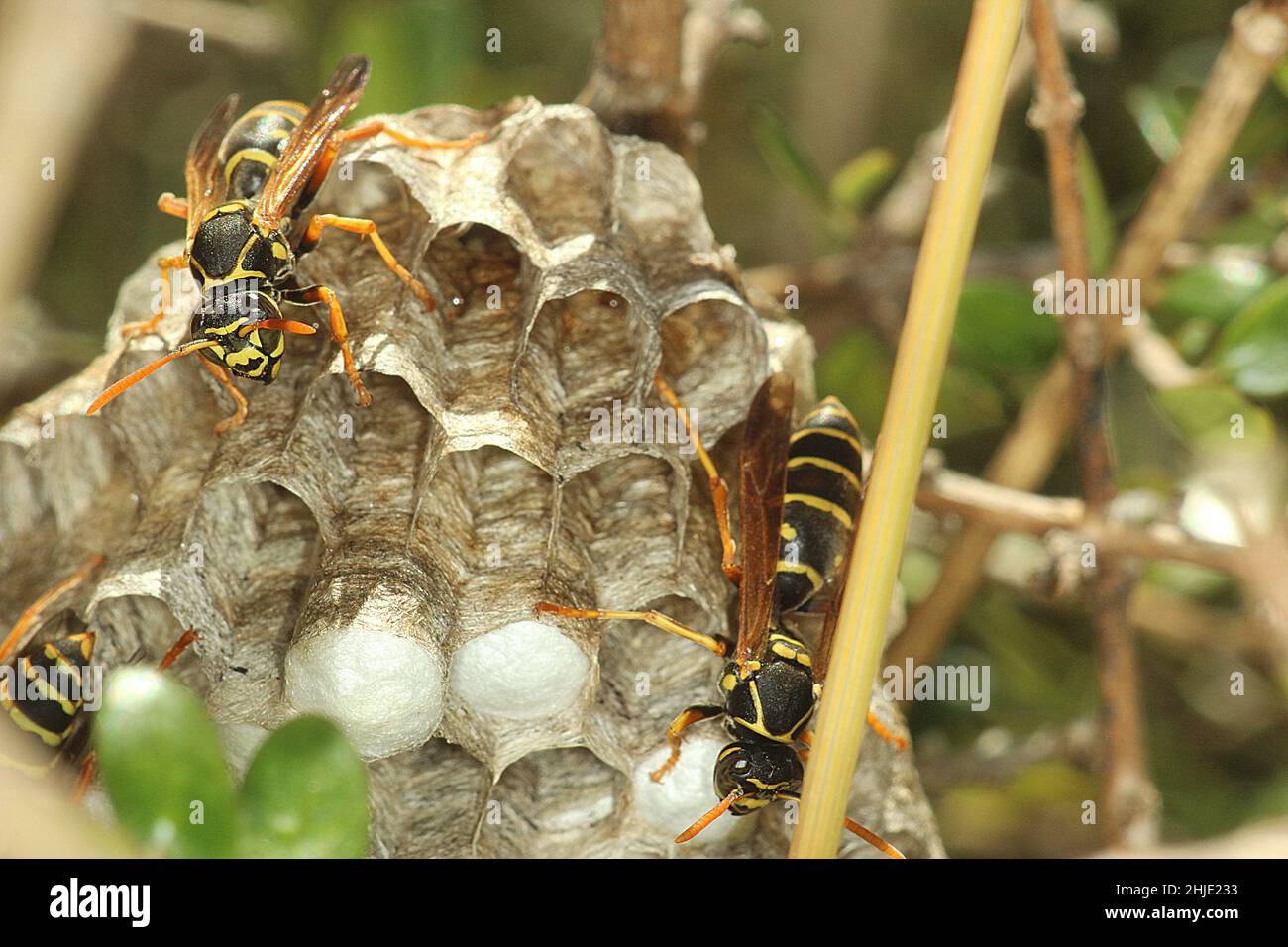 Chinese umbrella paper wasp (Polistes chinensis Stock Photo - Alamy