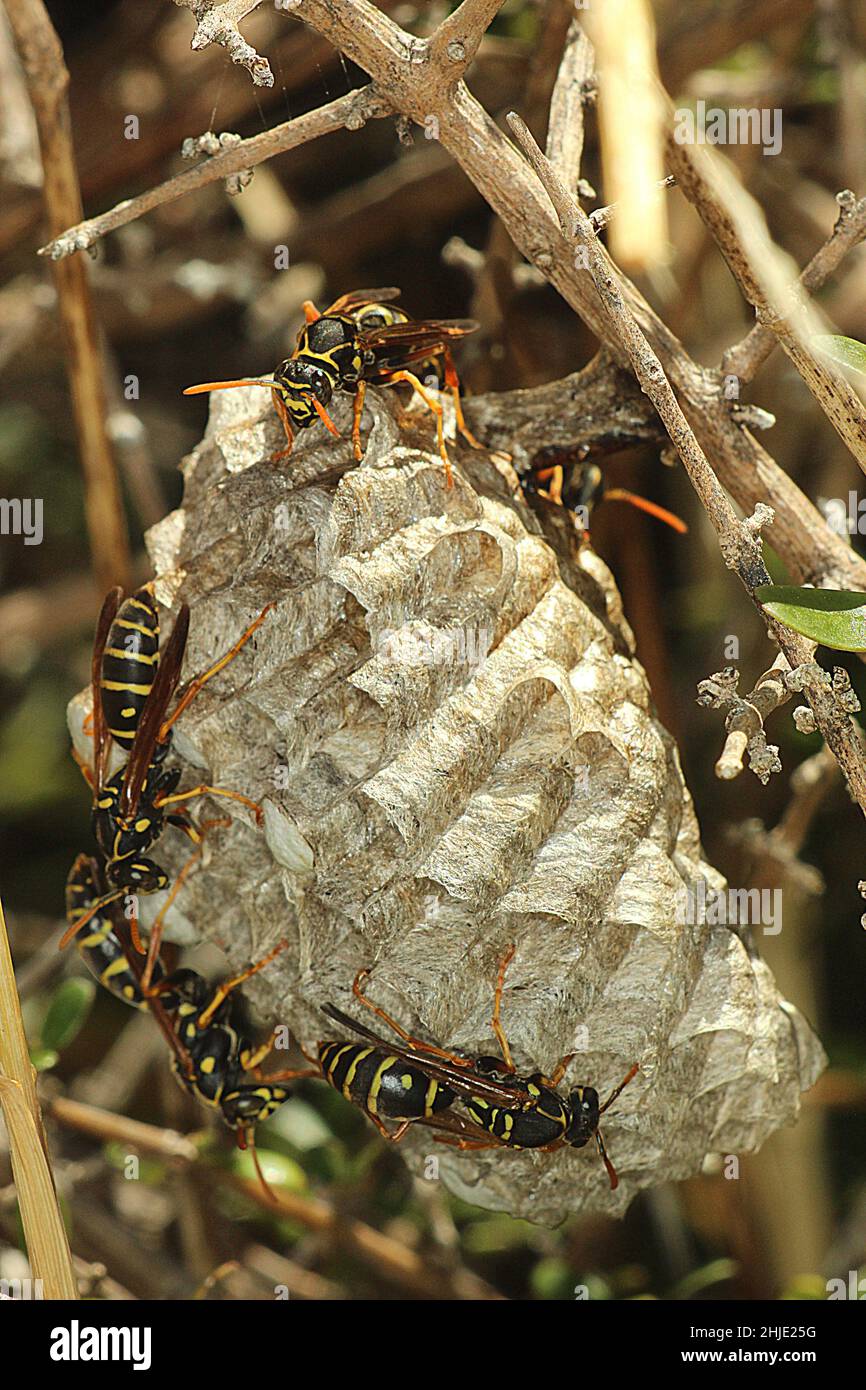 Chinese umbrella paper wasp (Polistes chinensis Stock Photo - Alamy