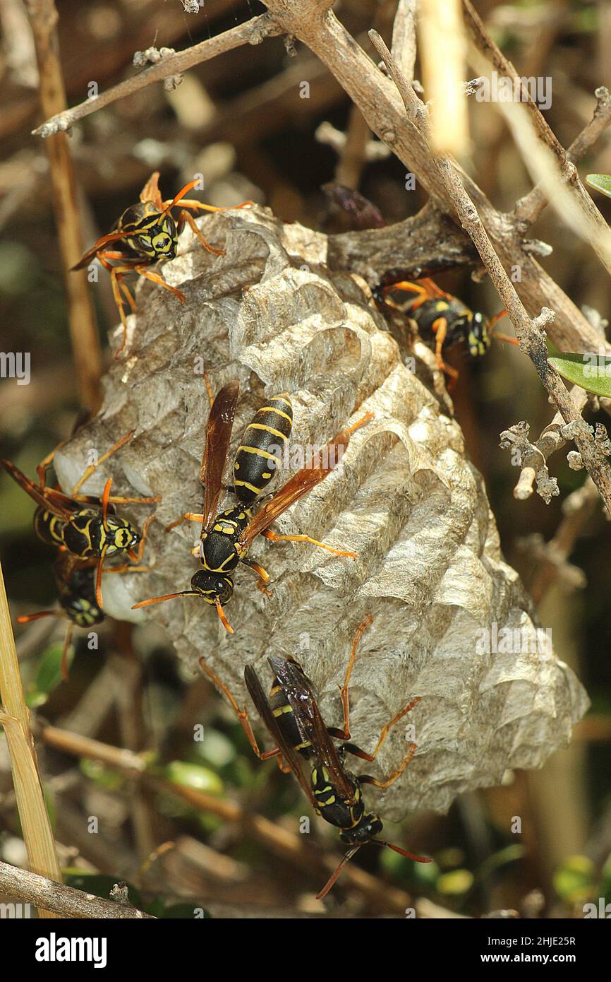 Chinese umbrella paper wasp (Polistes chinensis Stock Photo - Alamy