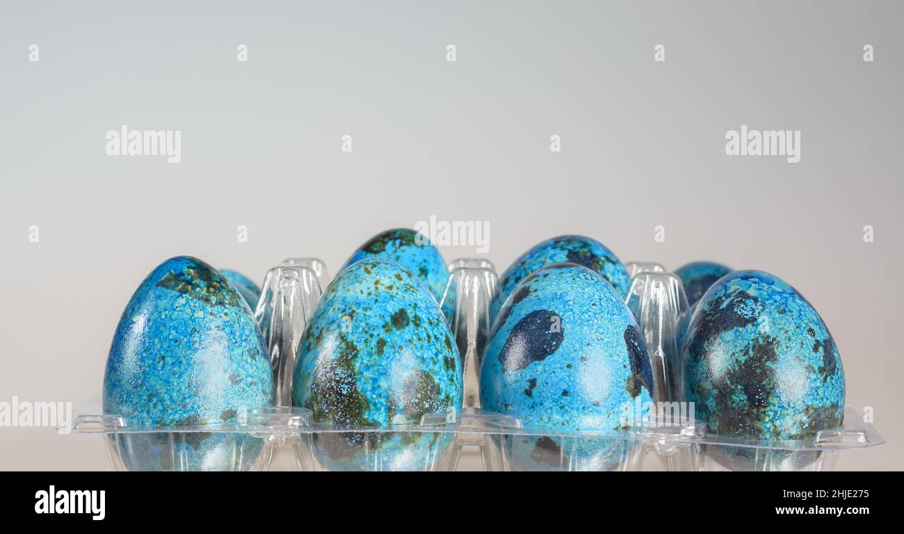 Turquoise quail eggs in an open package on a gray background ...