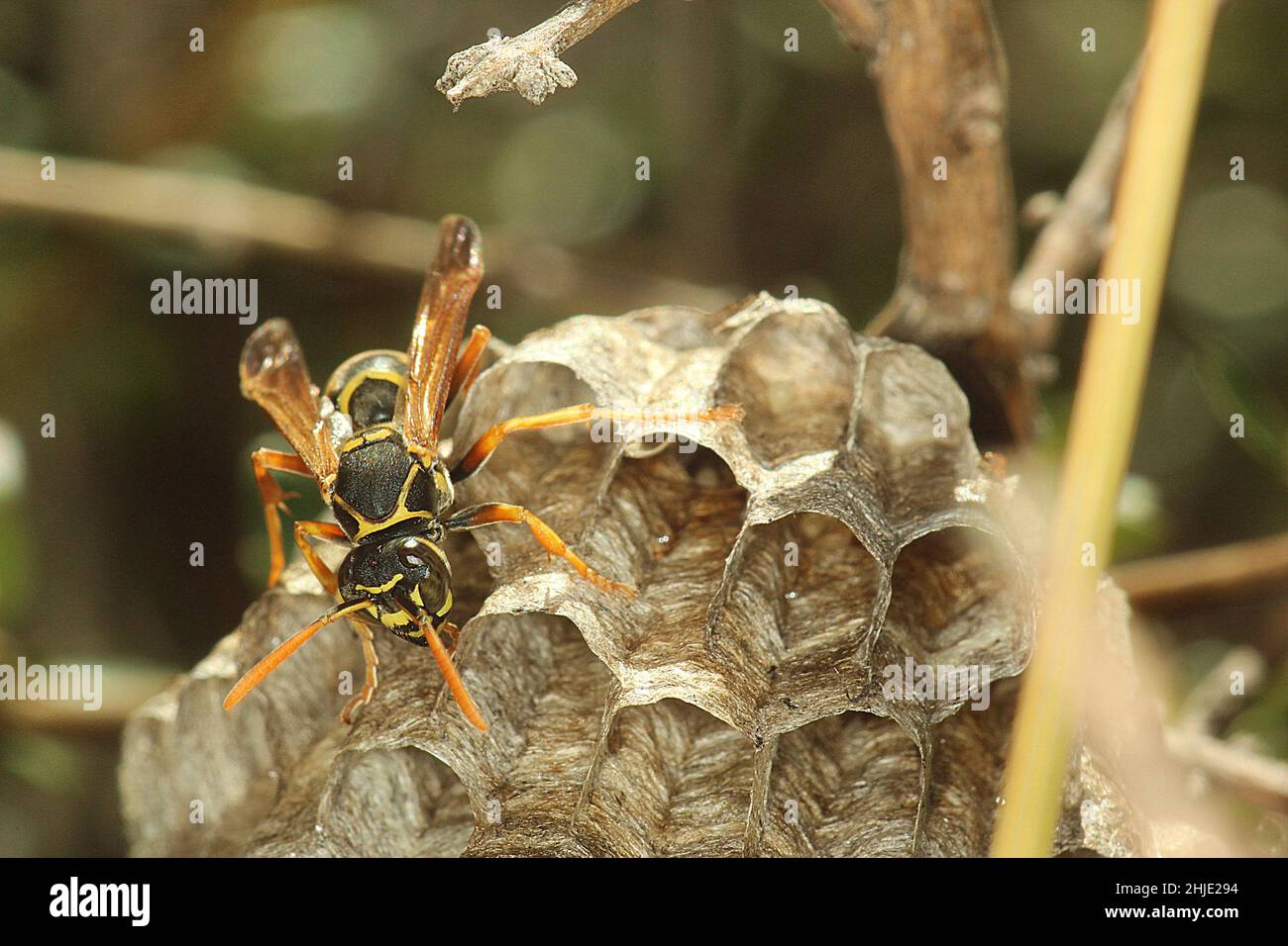 Chinese umbrella paper wasp (Polistes chinensis Stock Photo - Alamy