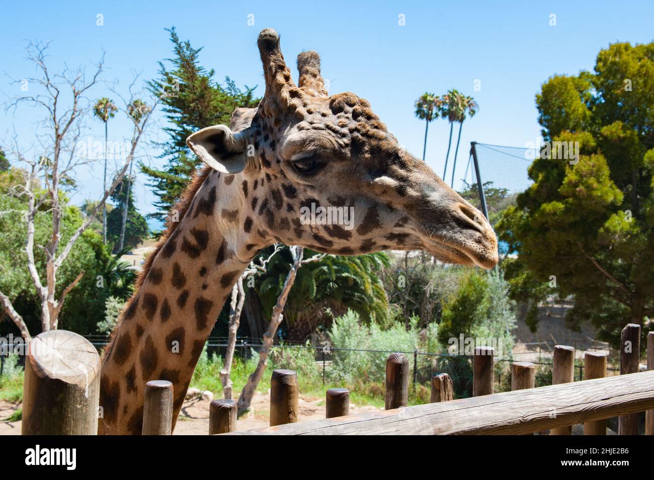 Closeup shot of a giraffe in a zoo near a wooden fence Stock Photo - Alamy