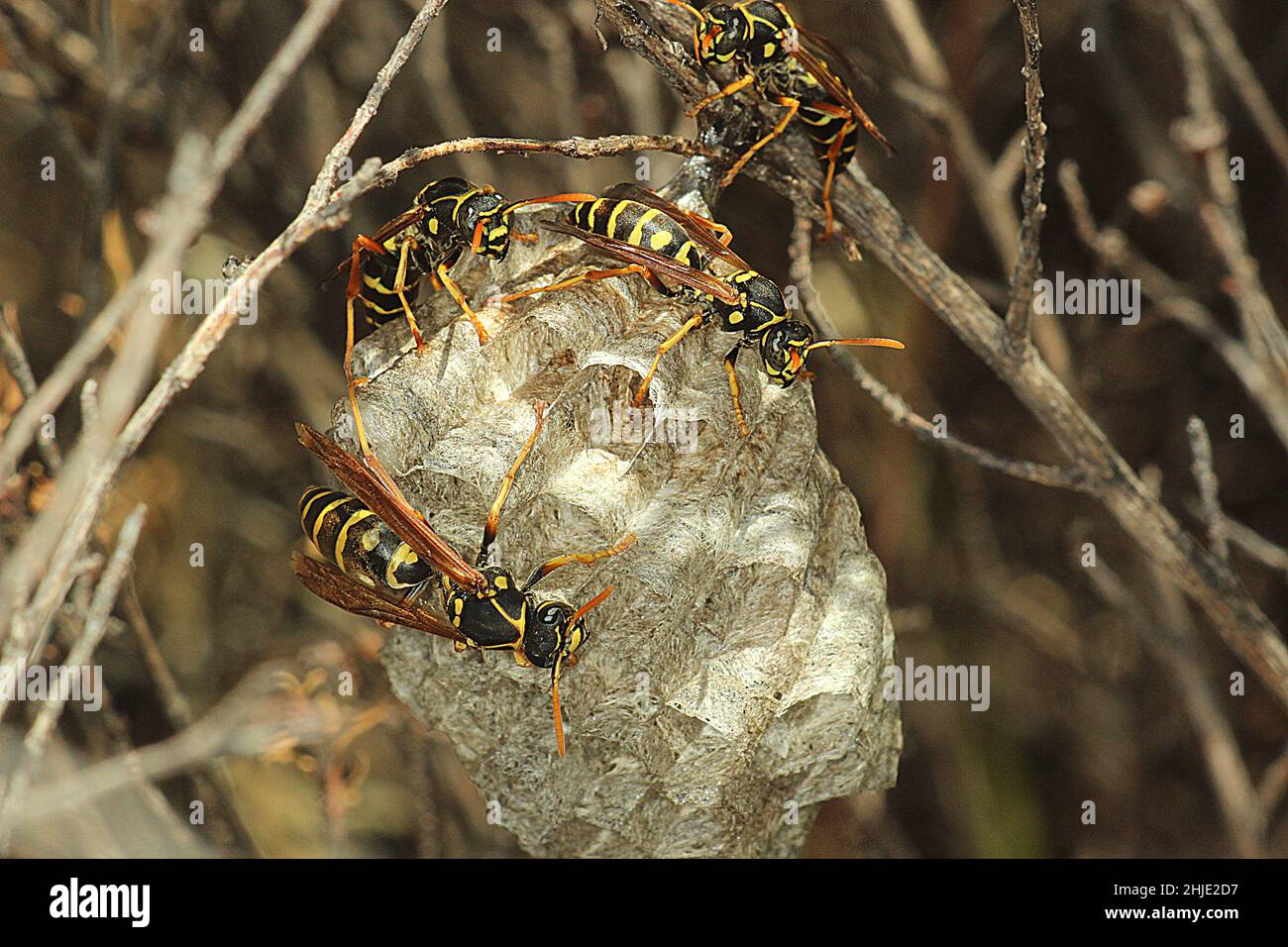 Chinese umbrella paper wasp (Polistes chinensis Stock Photo - Alamy