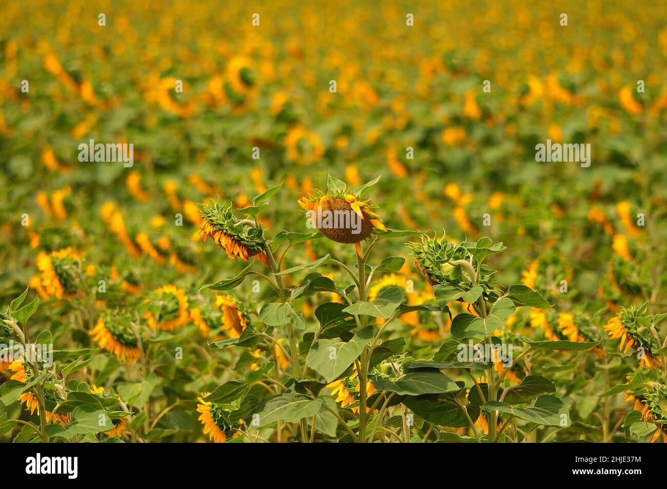 sunflowers in bloom near Crecy in Limpopo province South Africa Stock ...