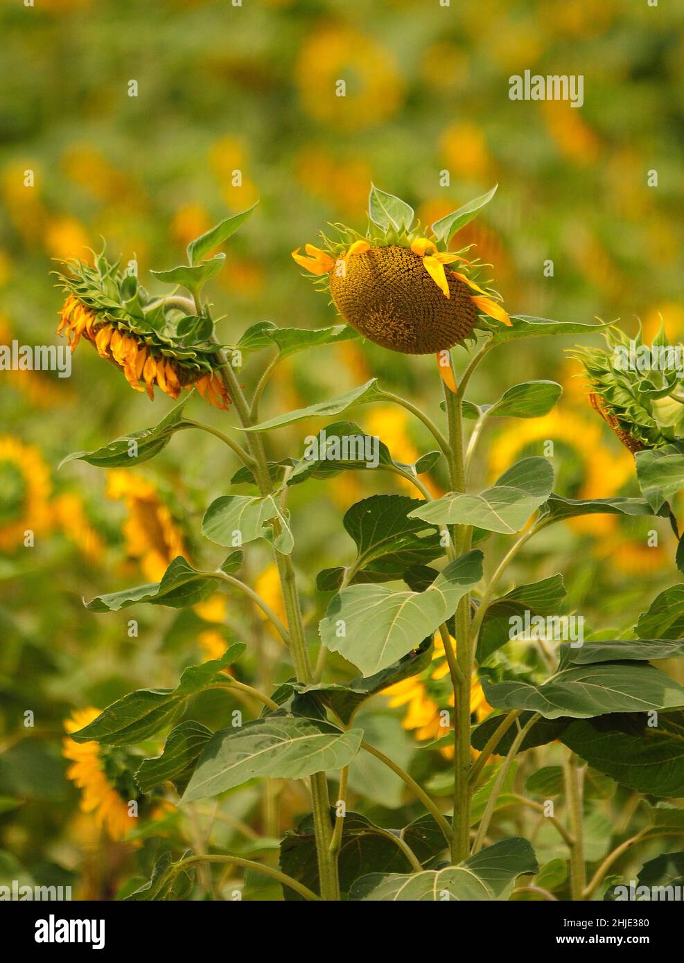 sunflowers in bloom near Crecy in Limpopo province South Africa Stock ...