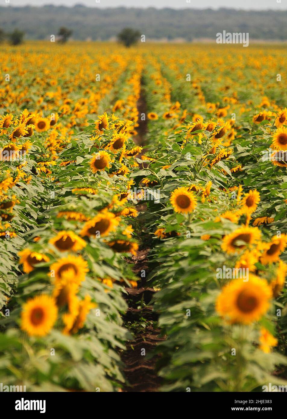 sunflowers in bloom near Crecy in Limpopo province South Africa Stock ...