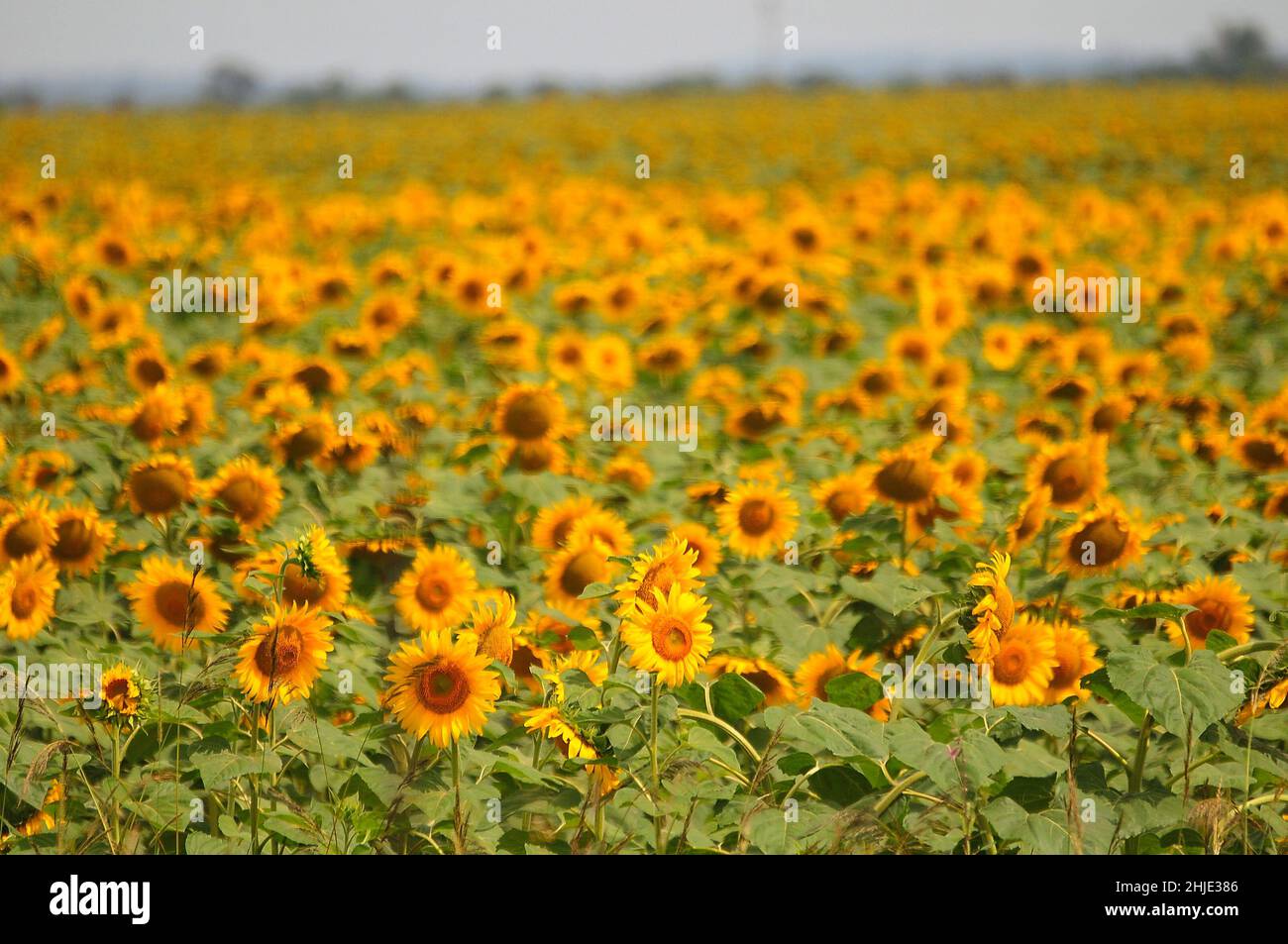 sunflowers in bloom near Crecy in Limpopo province South Africa Stock ...