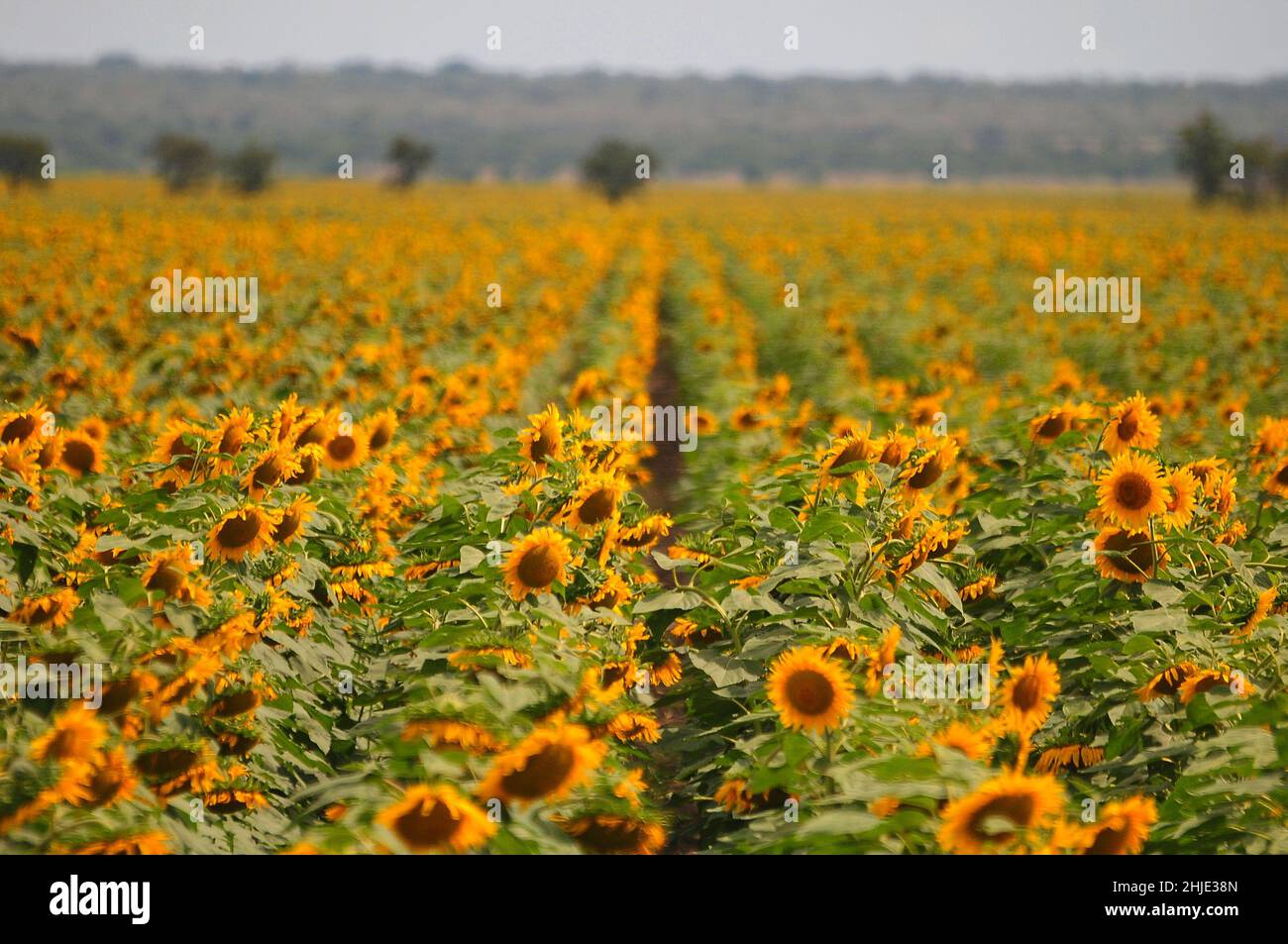 sunflowers in bloom near Crecy in Limpopo province South Africa Stock ...
