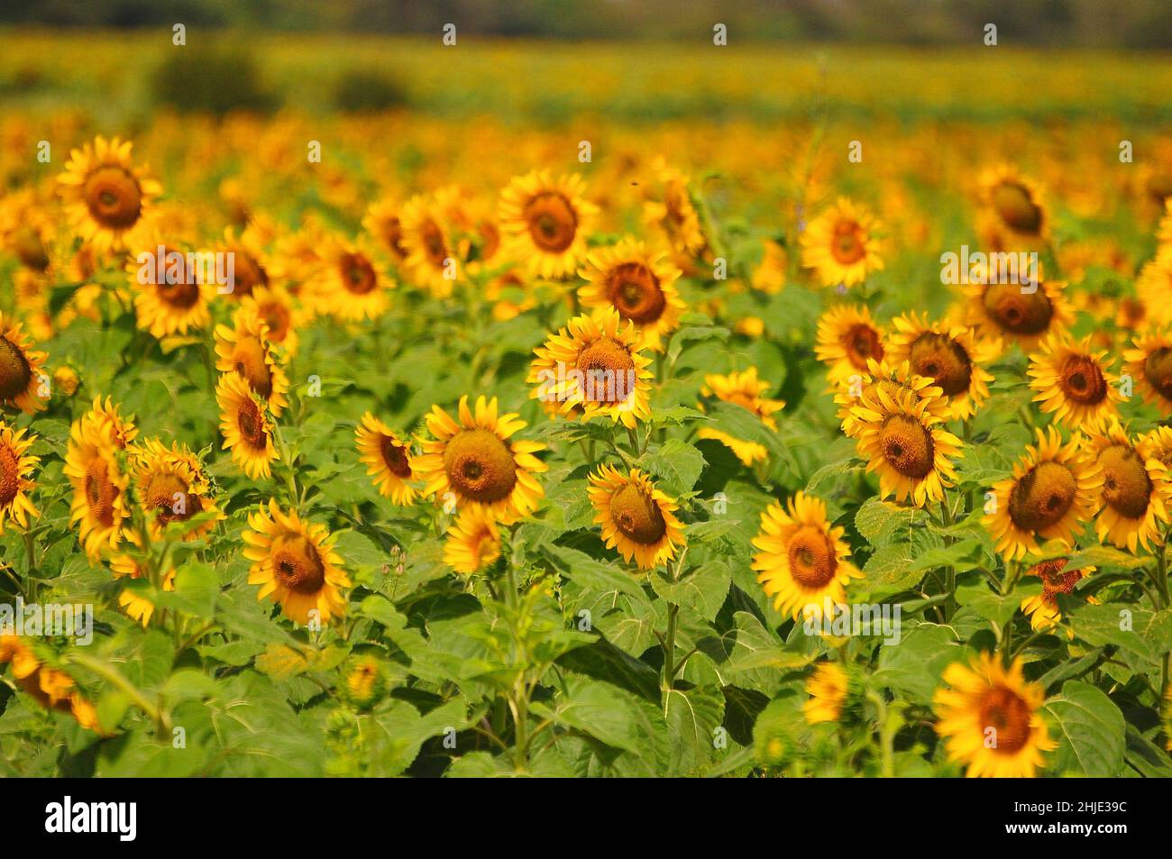 sunflowers in bloom near Crecy in Limpopo province South Africa Stock ...