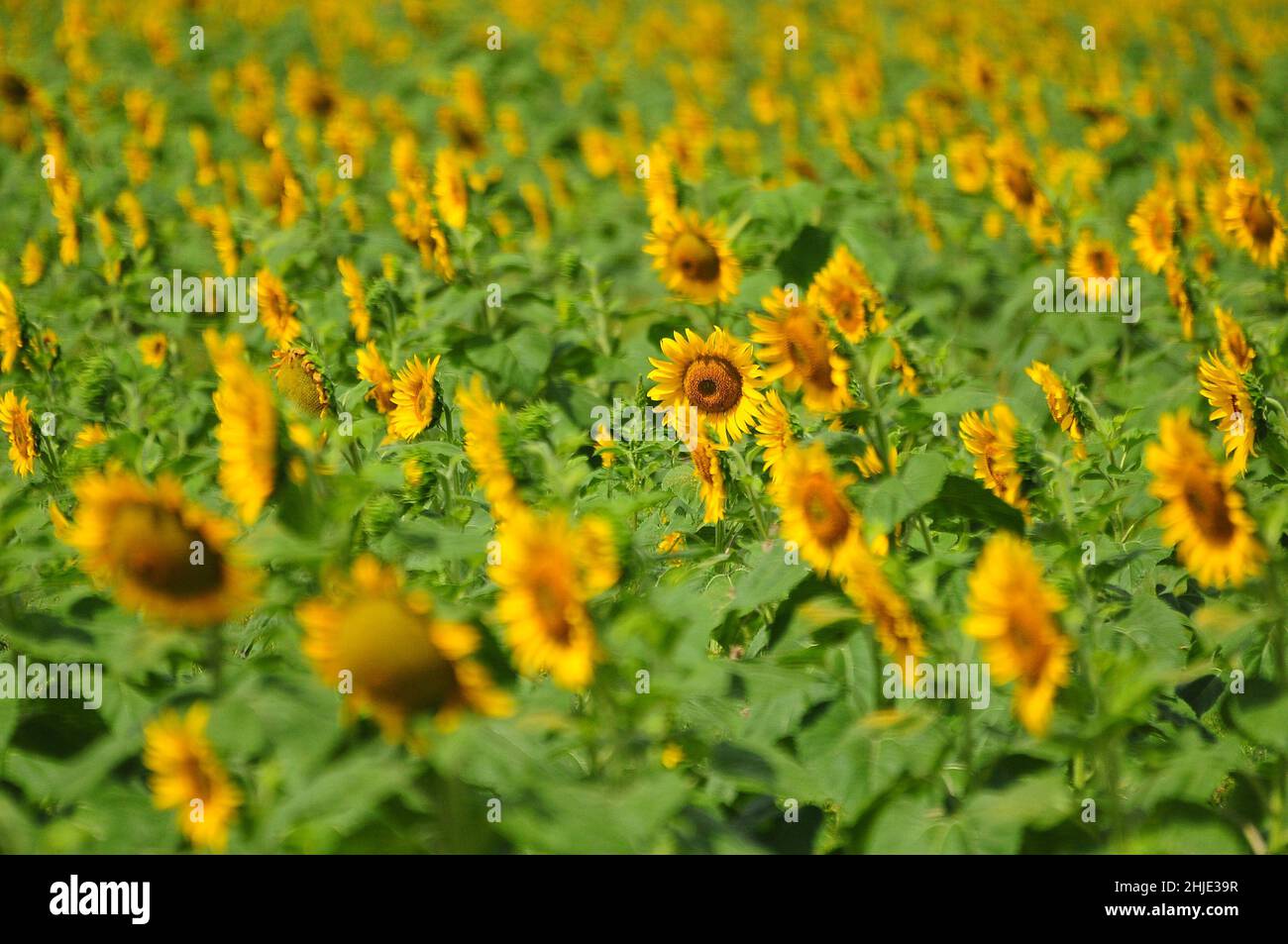 sunflowers in bloom near Crecy in Limpopo province South Africa Stock ...