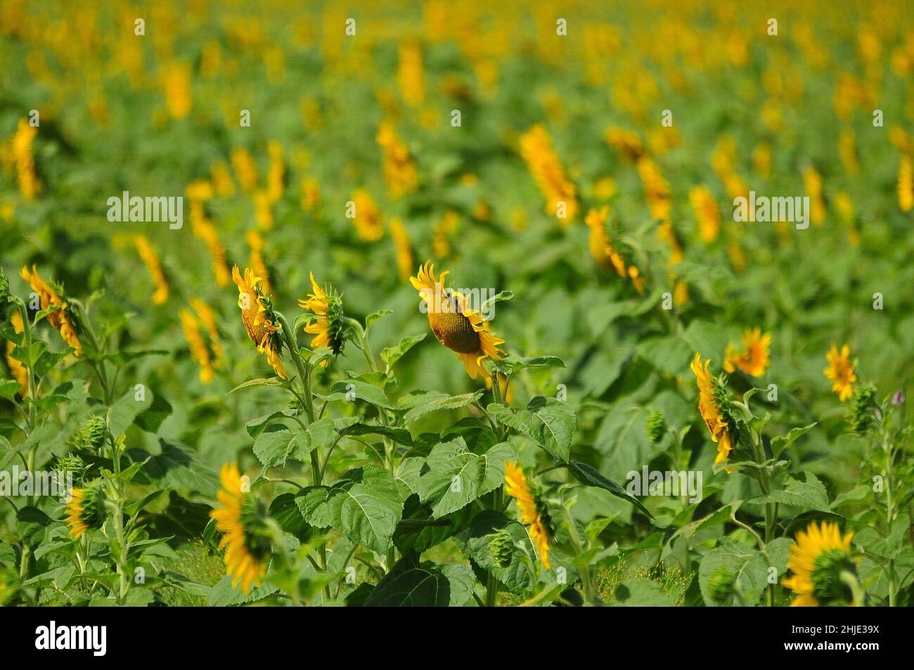 sunflowers in bloom near Crecy in Limpopo province South Africa Stock ...