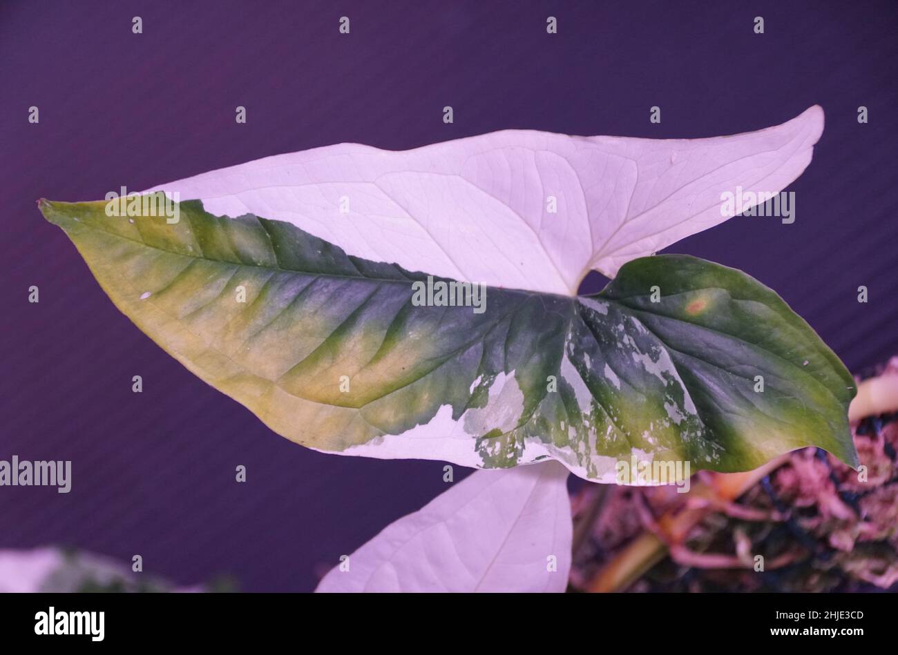 Long leaf syngonium hi-res stock photography and images - Alamy