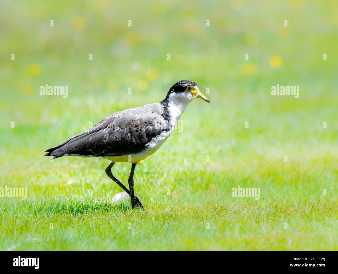 Masked lapwing commonly referred to as a plover and well known for its ...