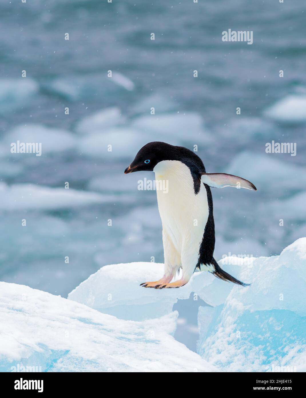 Adelie Penguin learning to fly in Antarctica Stock Photo - Alamy