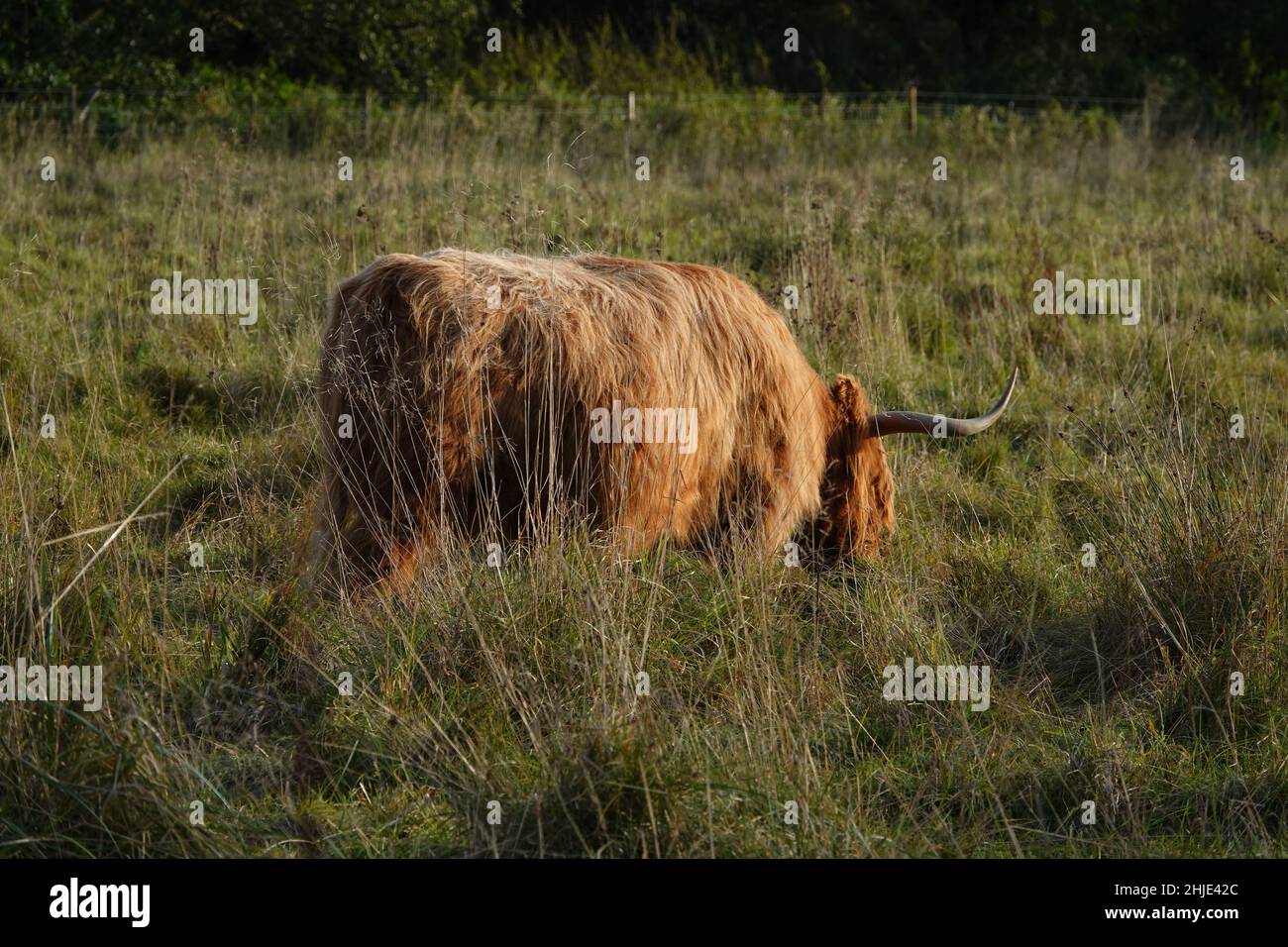 Furry highland cow grazing on a field Stock Photo - Alamy