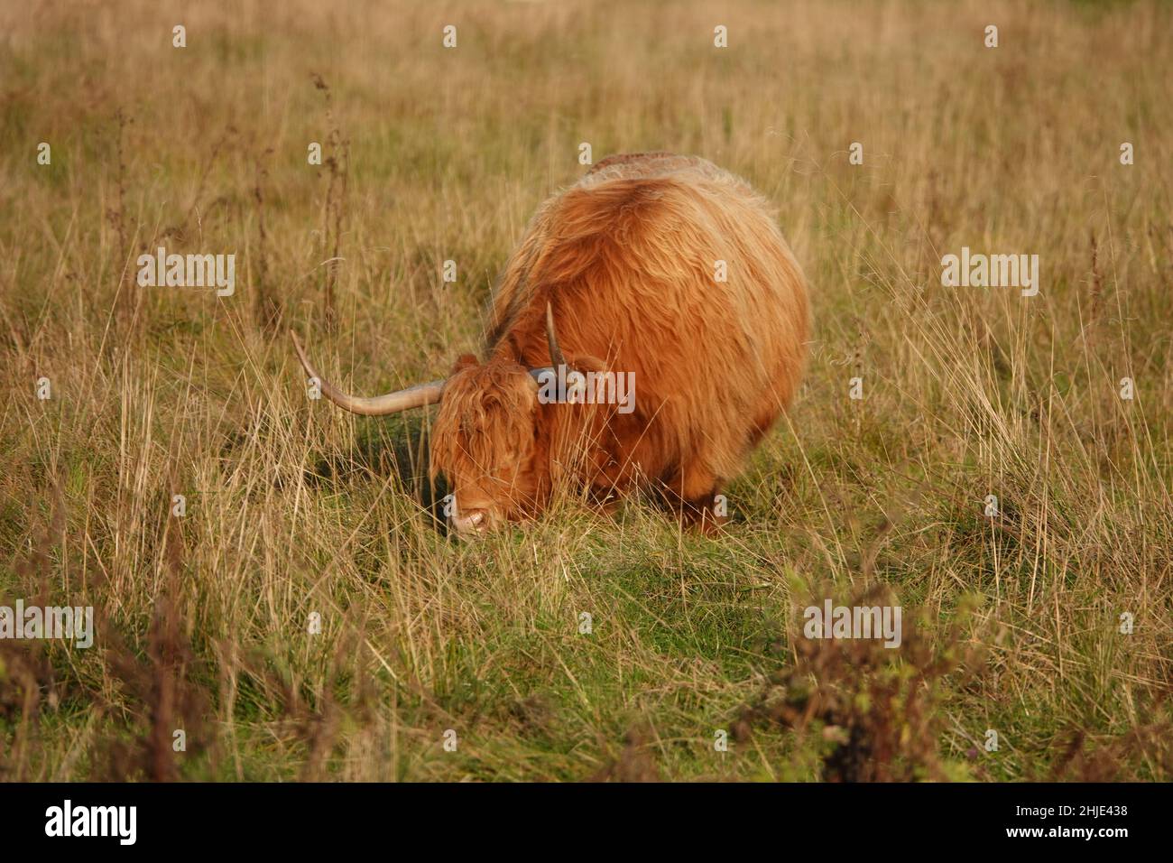 Furry highland cow grazing on a field Stock Photo - Alamy