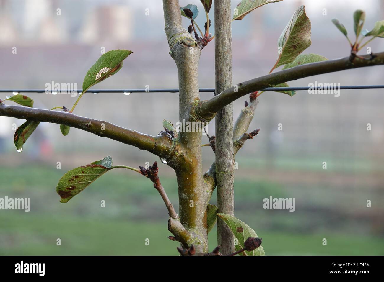 Wet green tree with sprouting leaves and Stock Photo - Alamy