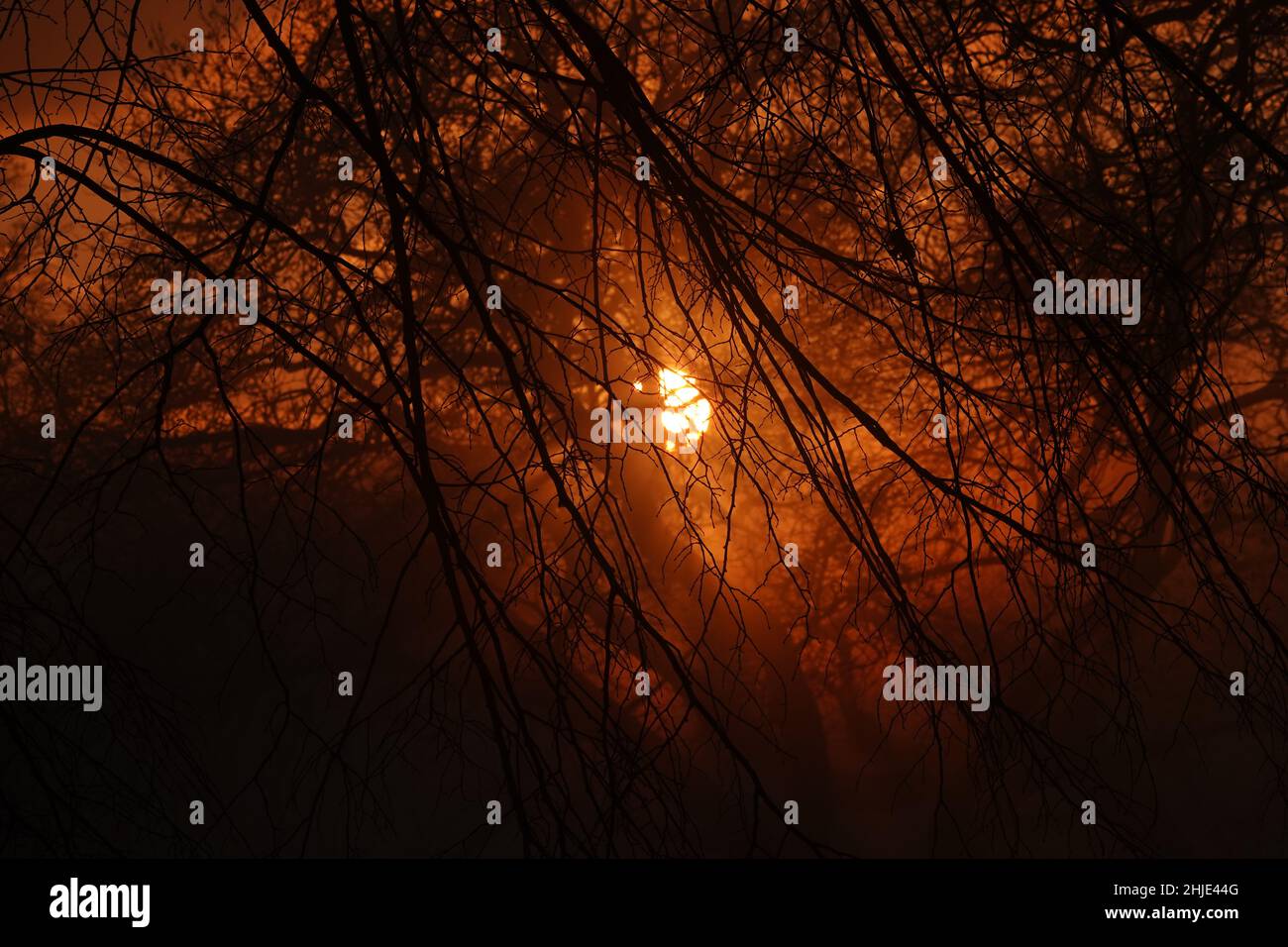 Bright orange sunset with tree silhouettes Stock Photo - Alamy