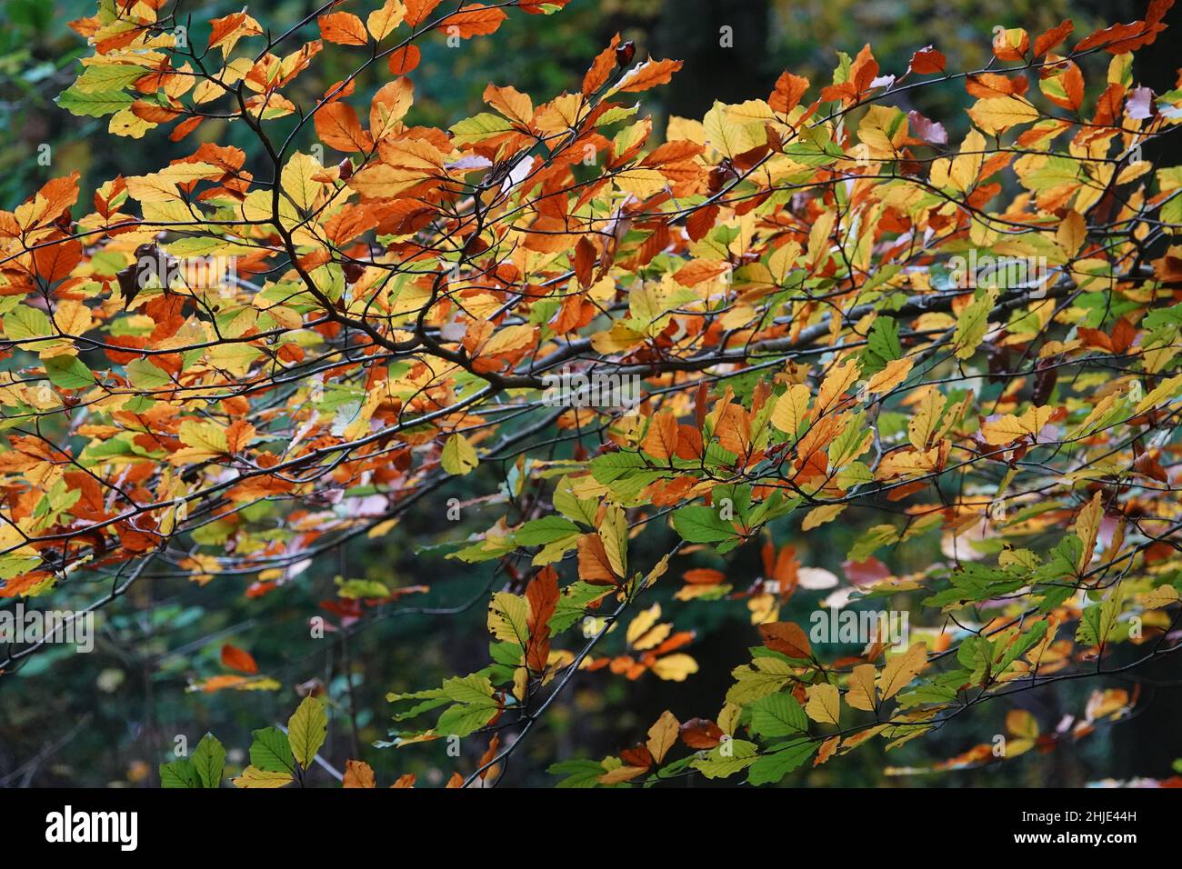 Beautiful autumn tree with colorful leaves on branches Stock Photo - Alamy