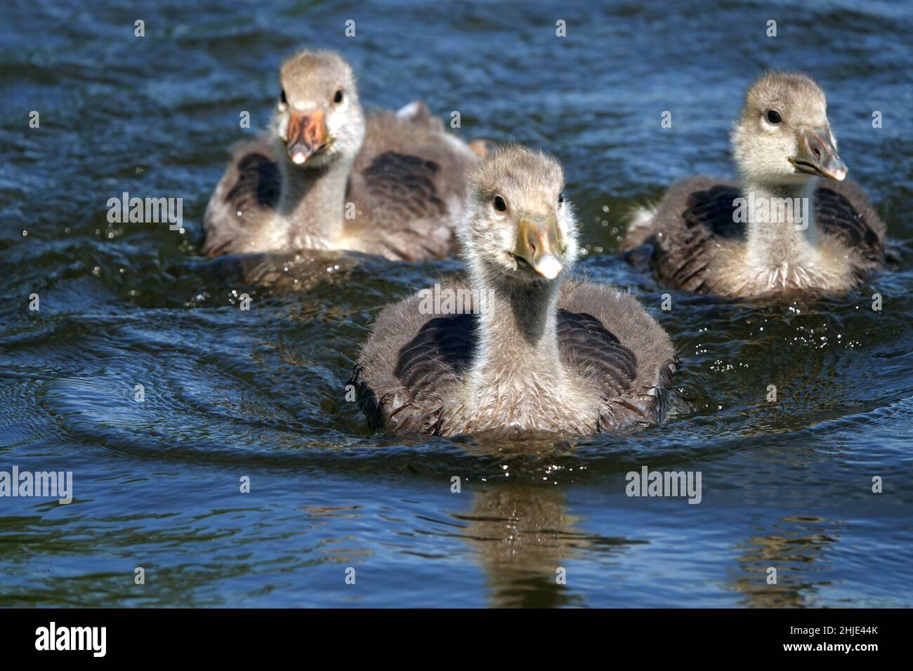 Group of gray geese swimming in a pond Stock Photo - Alamy