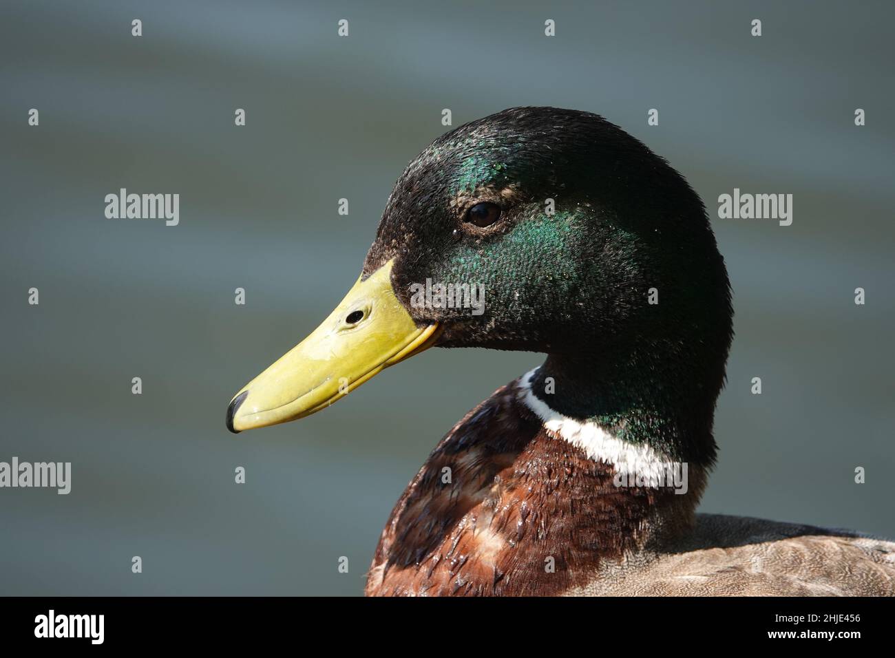 Closeup shot of a green mallard duck face Stock Photo - Alamy