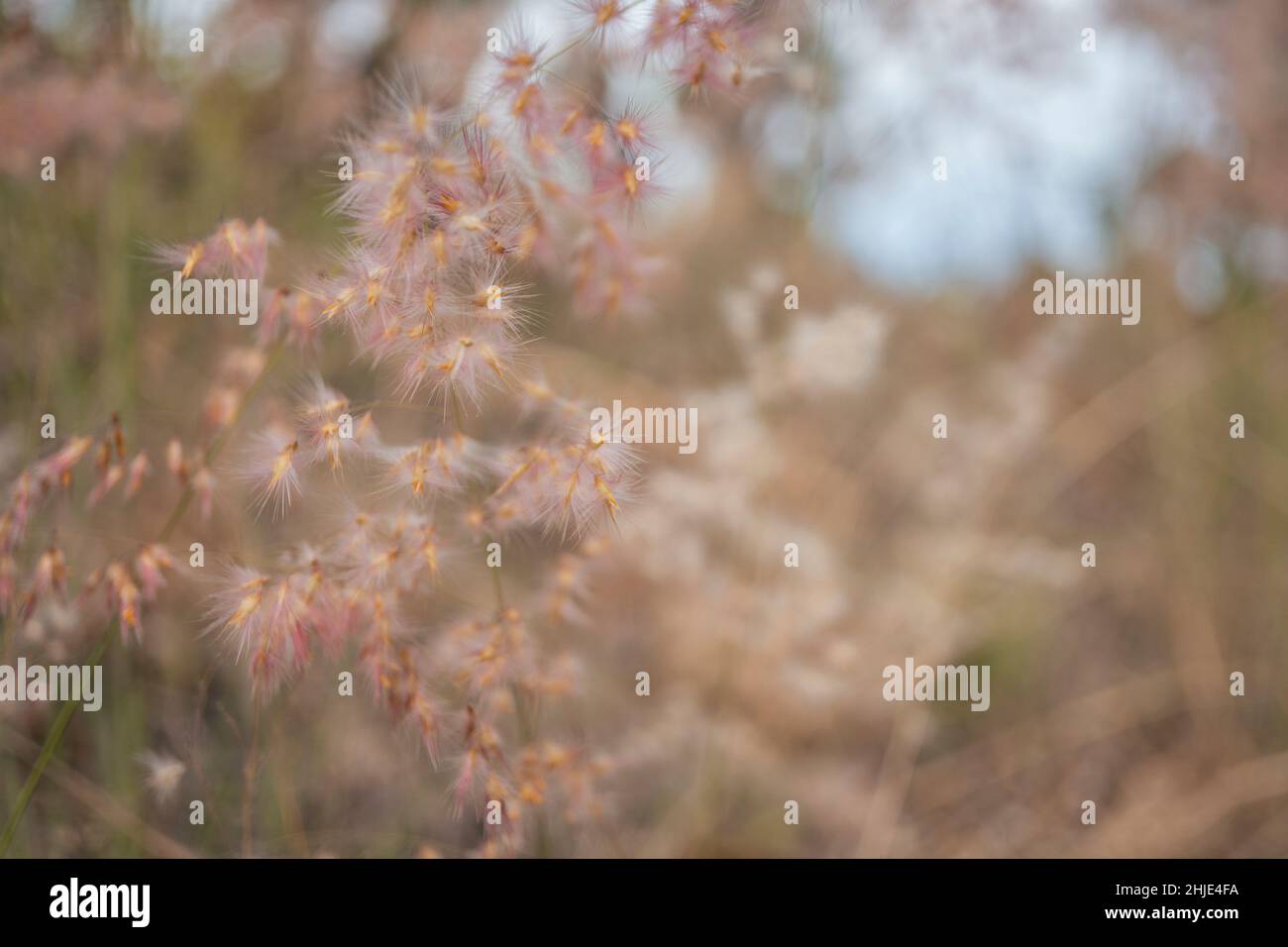 Macro photo of red dandelion on the mountain when spring time. the ...