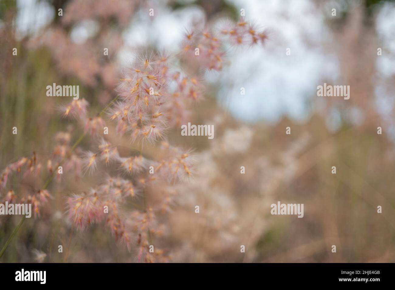 Macro photo of red dandelion on the mountain when spring time. the ...