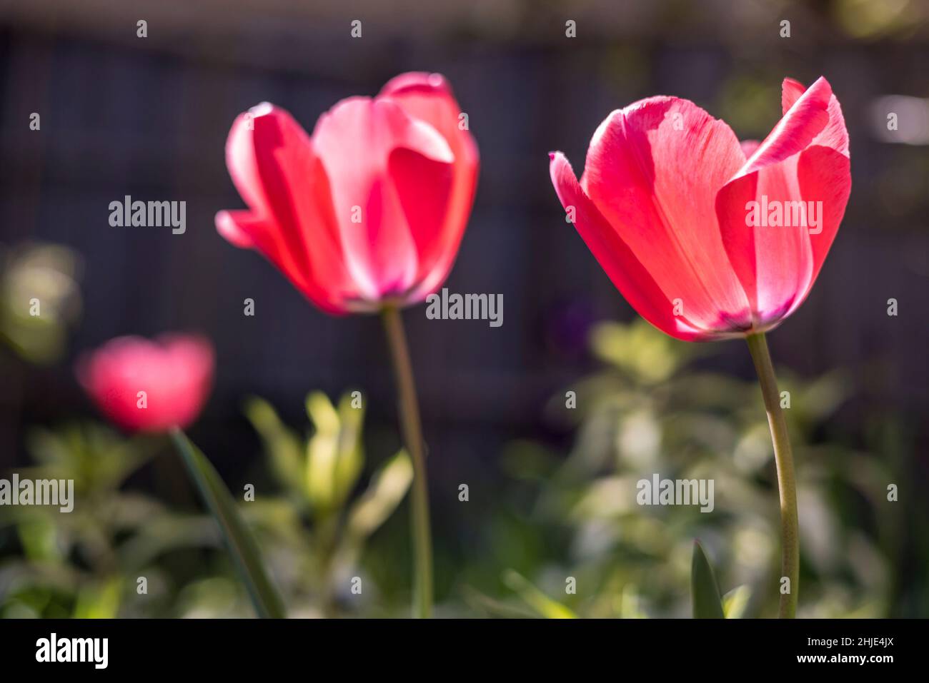 Pink tulips backlit against a dark fence in a garden. Various levels of ...