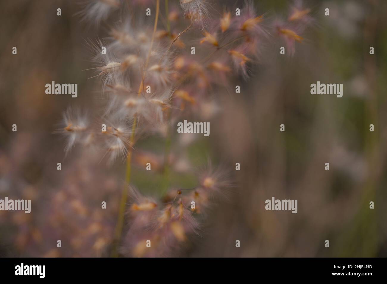 Macro photo of red dandelion on the mountain when spring time. the ...