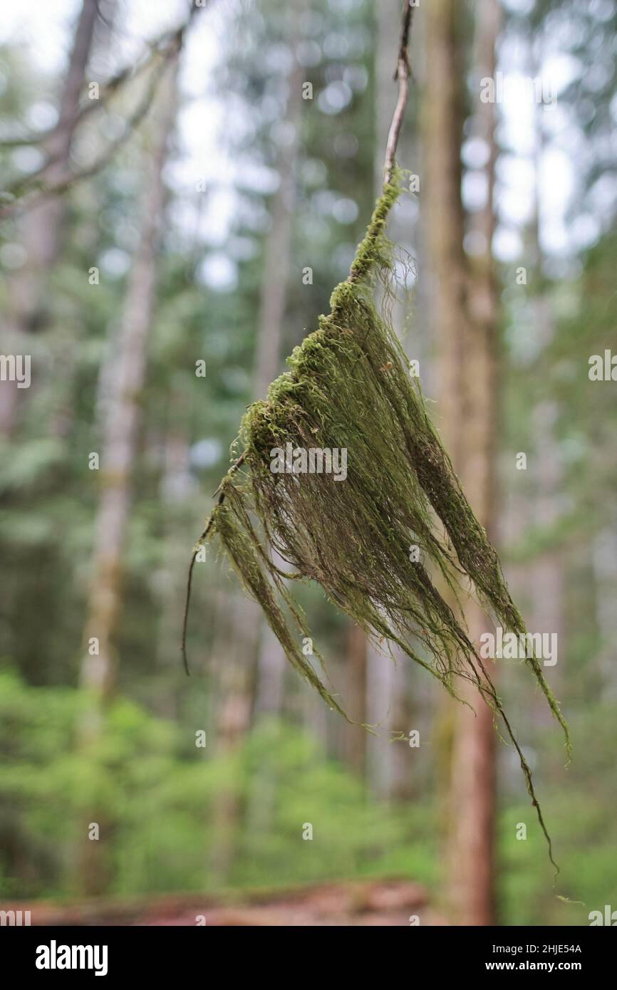 Close up image of Old mans beard lichen Usnea filipendula, growing ...