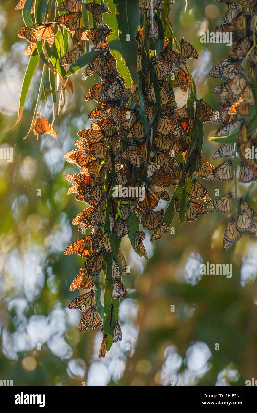 Monarch butterflies cluster in the limbs of majestic Eucalyptus trees, Pismo Beach Grove ...