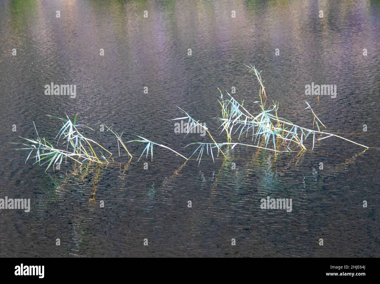 Green reeds growing in a farm dam in late afternoon sunlight Stock ...