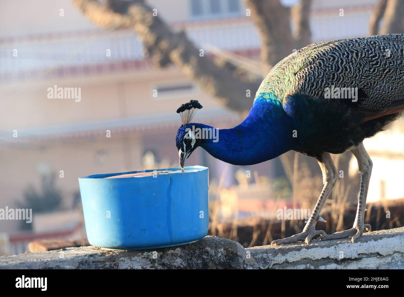 beautiful peacock drinking water Stock Photo - Alamy