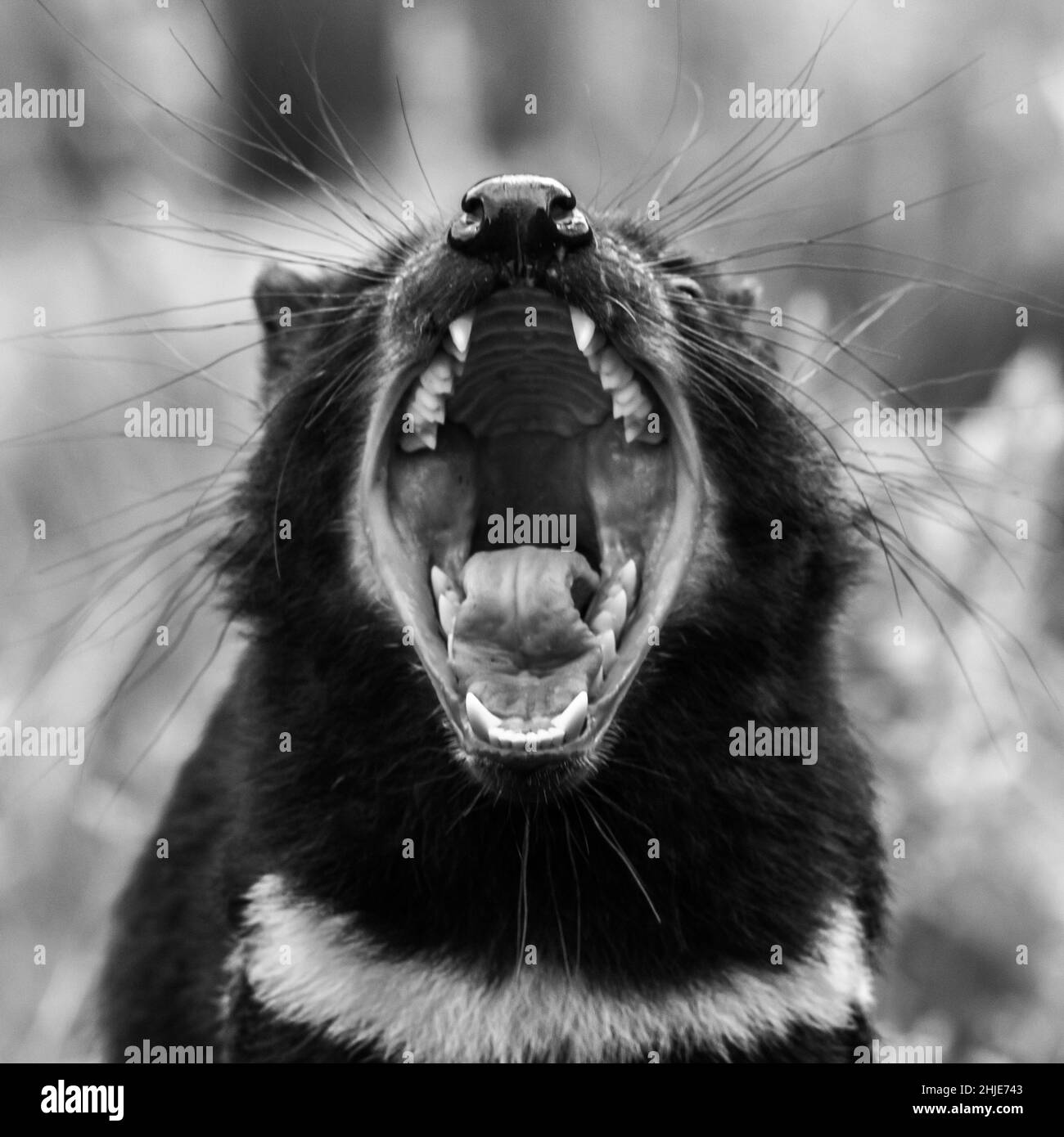 Grayscale of Tasmanian devil with open mouth Stock Photo - Alamy